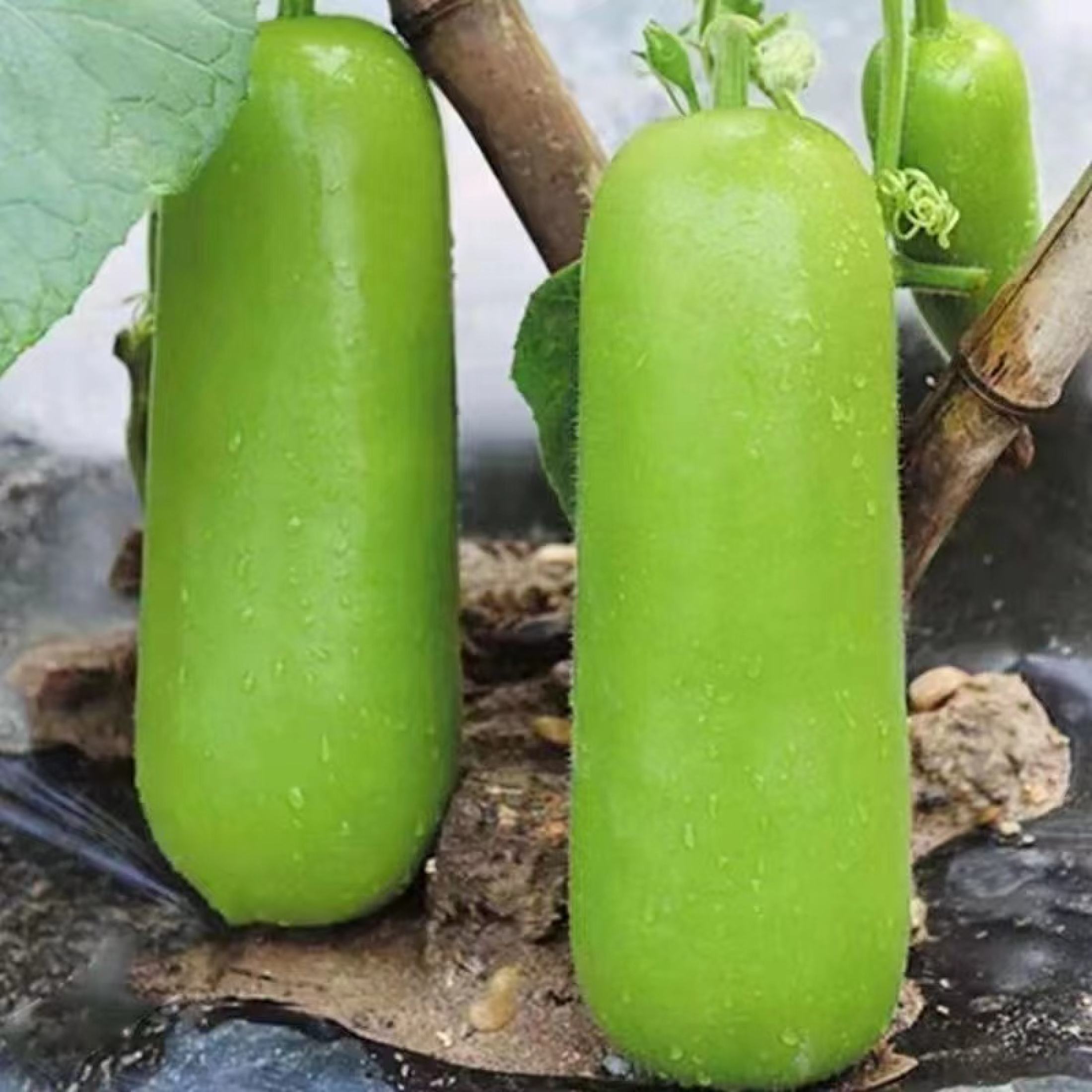 UPO SEEDS ( 25seeds ) - Bottle Gourd Vegetable Seeds | Shopee Philippines