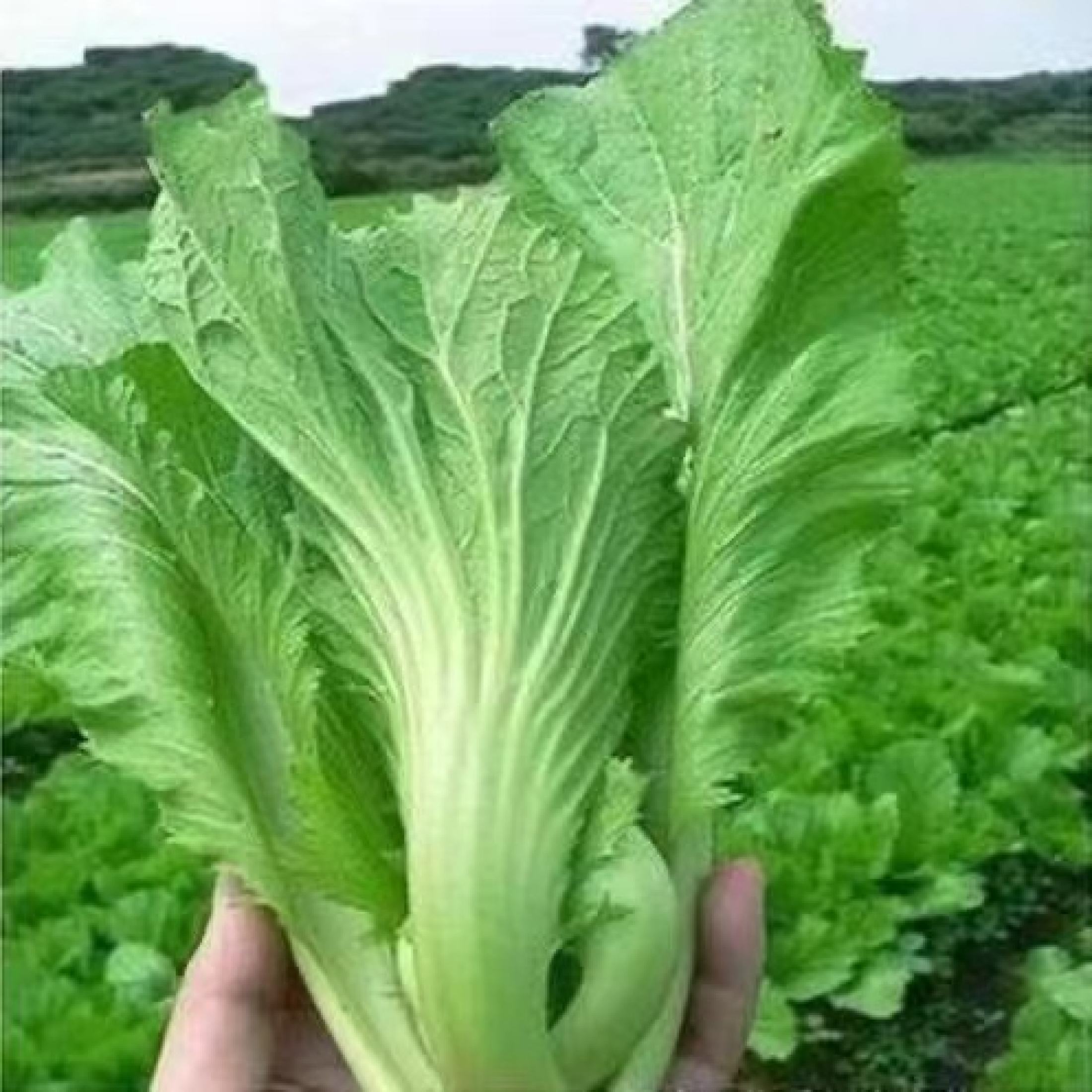 MUSTARD SEEDS / MUSTASA SEEDS (1,500 seeds) Chinese | Shopee Philippines