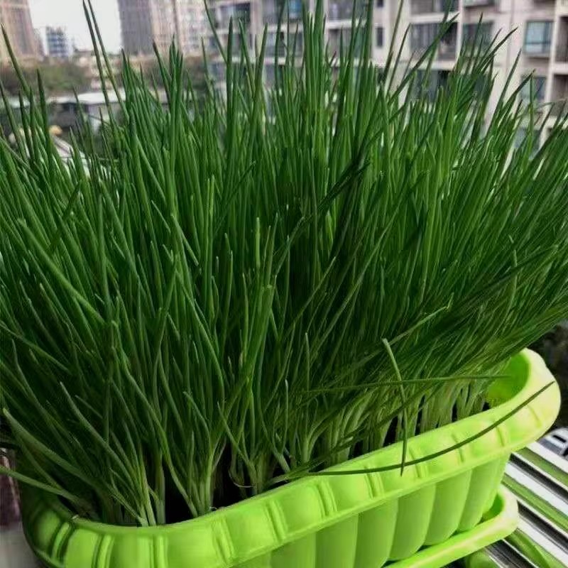 (500 SEEDS) DAHON NG SIBUYAS/BUNCHING ONION -/JAKKOU VARIETY/EASY TO ...