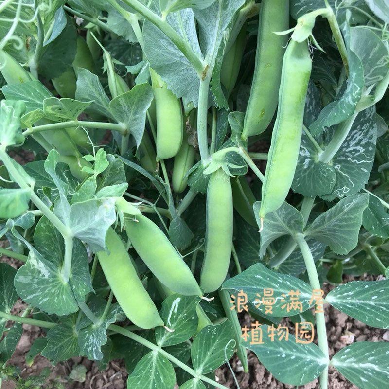 (20 Seeds) High Yield Snow Pea Seeds Sitsaro Seeds Fl Chinese Pea Plant ...