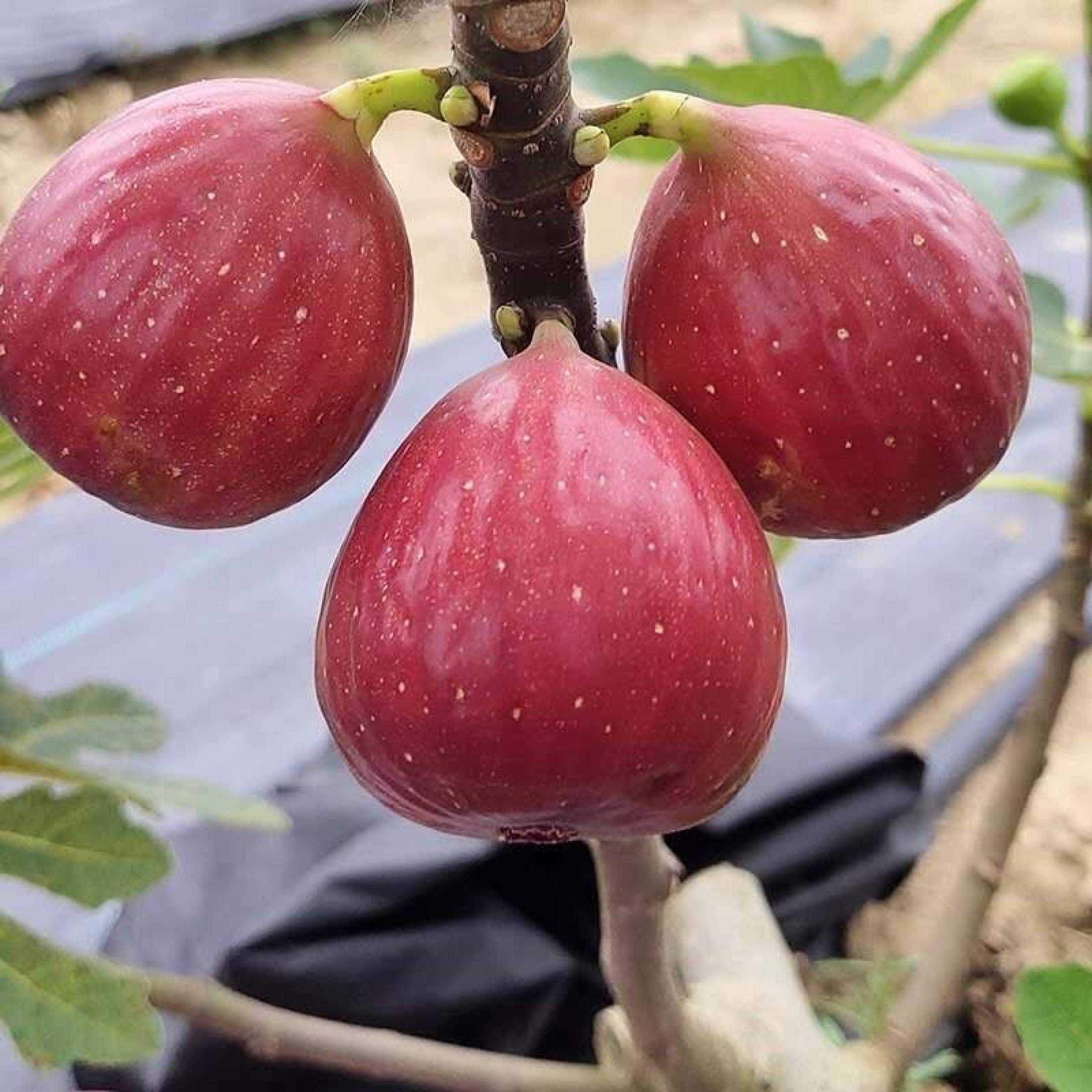 200seeds/pack Rare Fig Tree Seeds for Planting-Tropical Ficus Carica ...