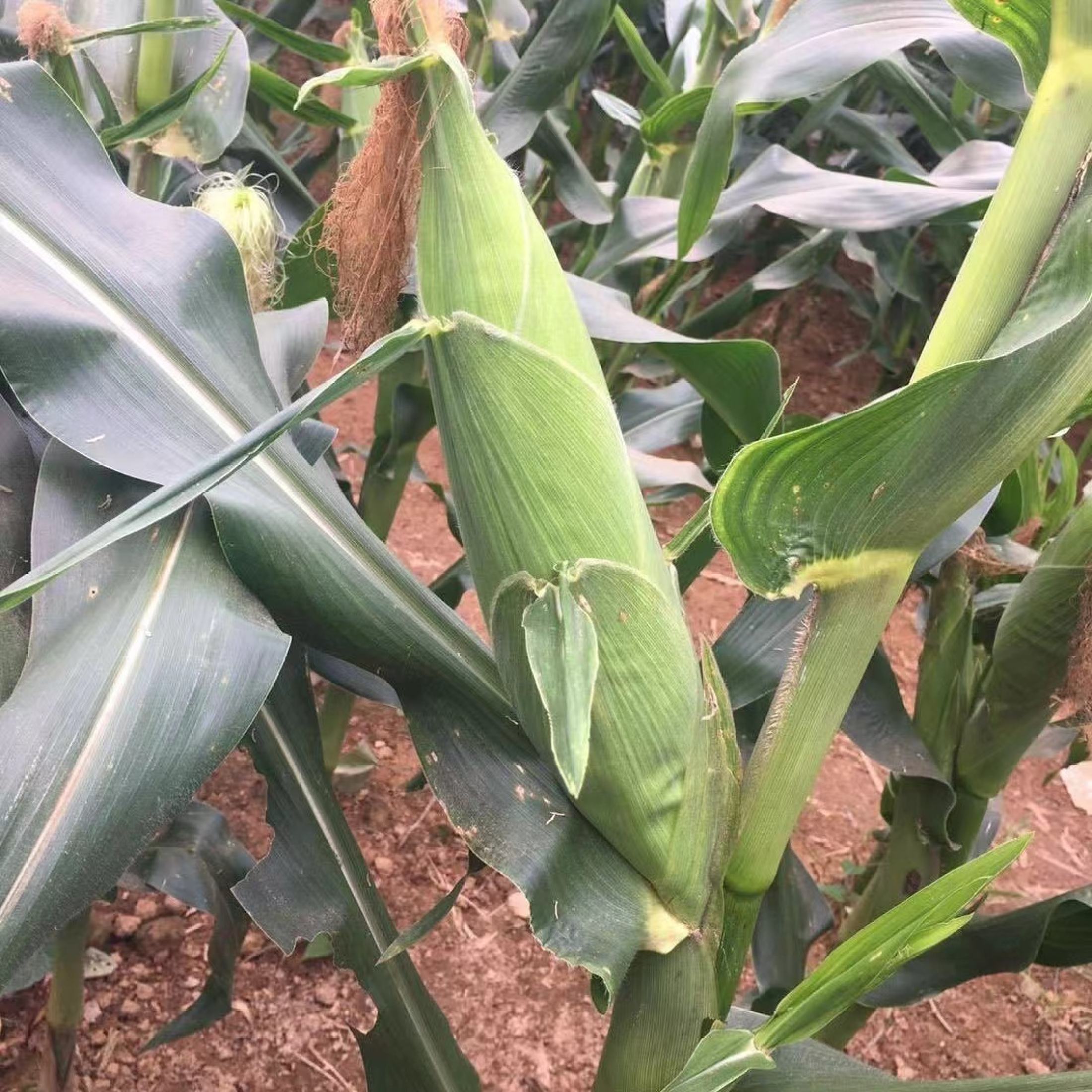 Sweet Glutinous White Corn Seeds - (30seeds) WHITE LAGKITAN CORN/Waxy ...