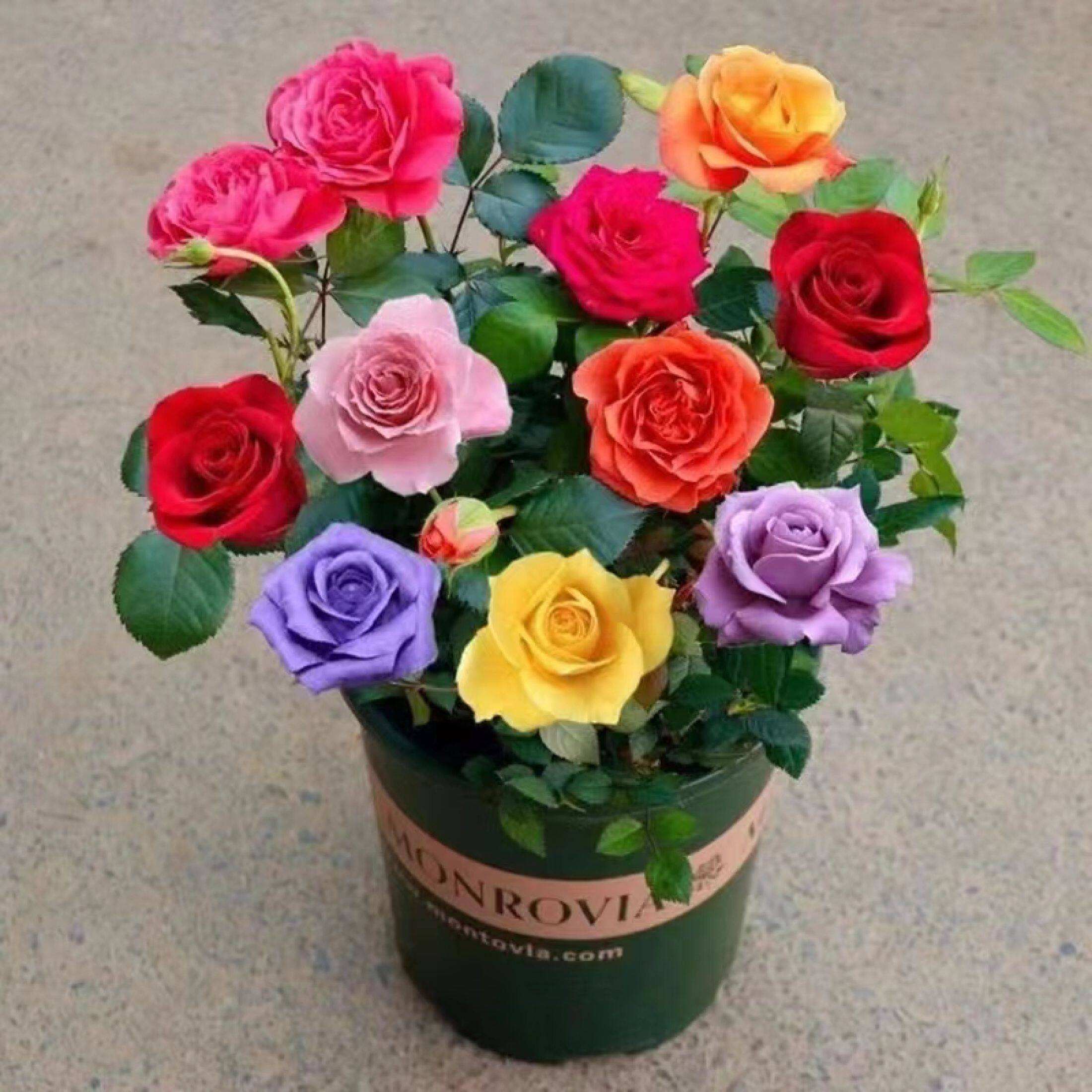 100seeds/pack Rainbow Rose Seeds for Planting Flowers Bonsai Flower ...