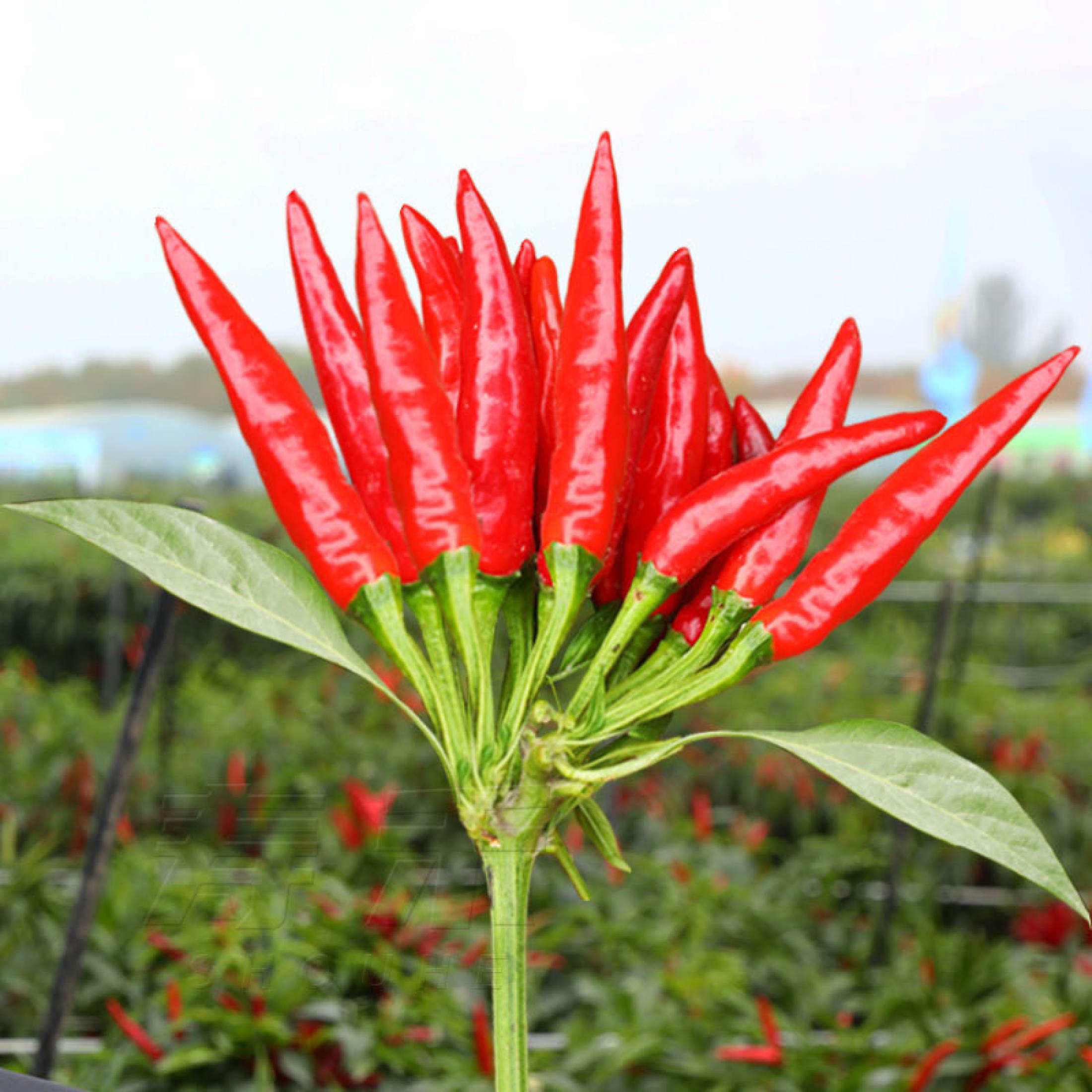 100 Seeds/pack Siling Labuyo Hybrid - Hot Pepper Taiwan Chili / Siling ...