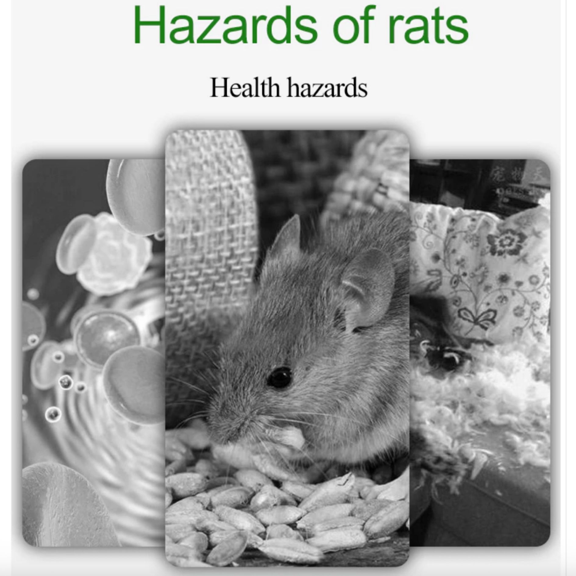 Combo 4 Rat Killer Poison Farm Rat Bait Bintaro – Safe for Livestock ...