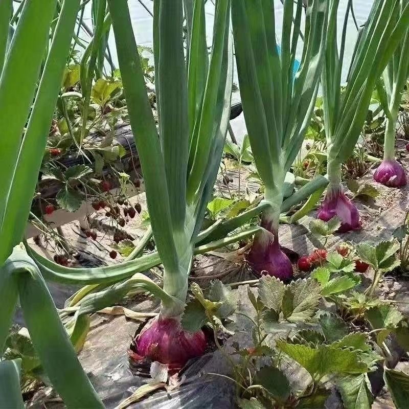 200 seeds onion seeds for planting Good quality / High yield | Shopee ...