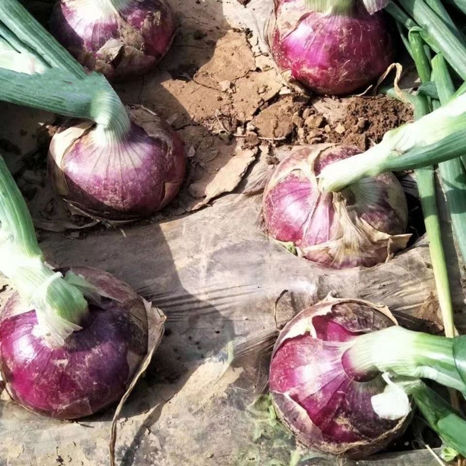 200 seeds onion seeds for planting Good quality / High yield | Shopee ...