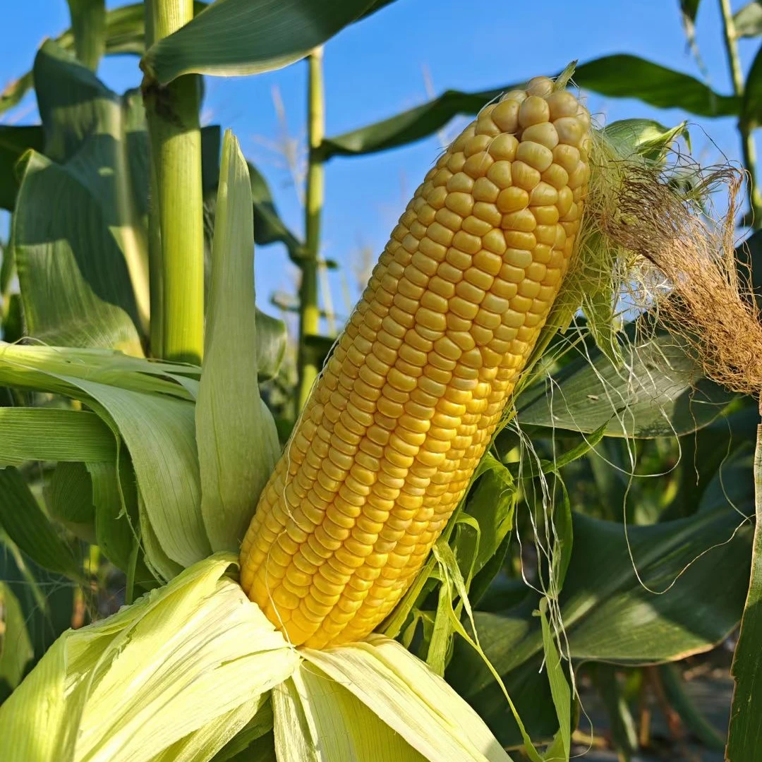 HYBRID SUPER SWEET CORN 20pcs SEEDS SACRED GARDEN super sweet corn ...