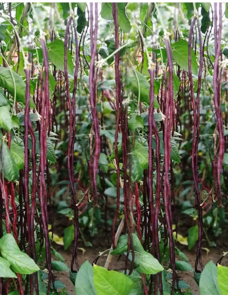 (20 SEEDS) Red Long Beans Sitao Vegetable Seeds Vegetable seeds / High ...