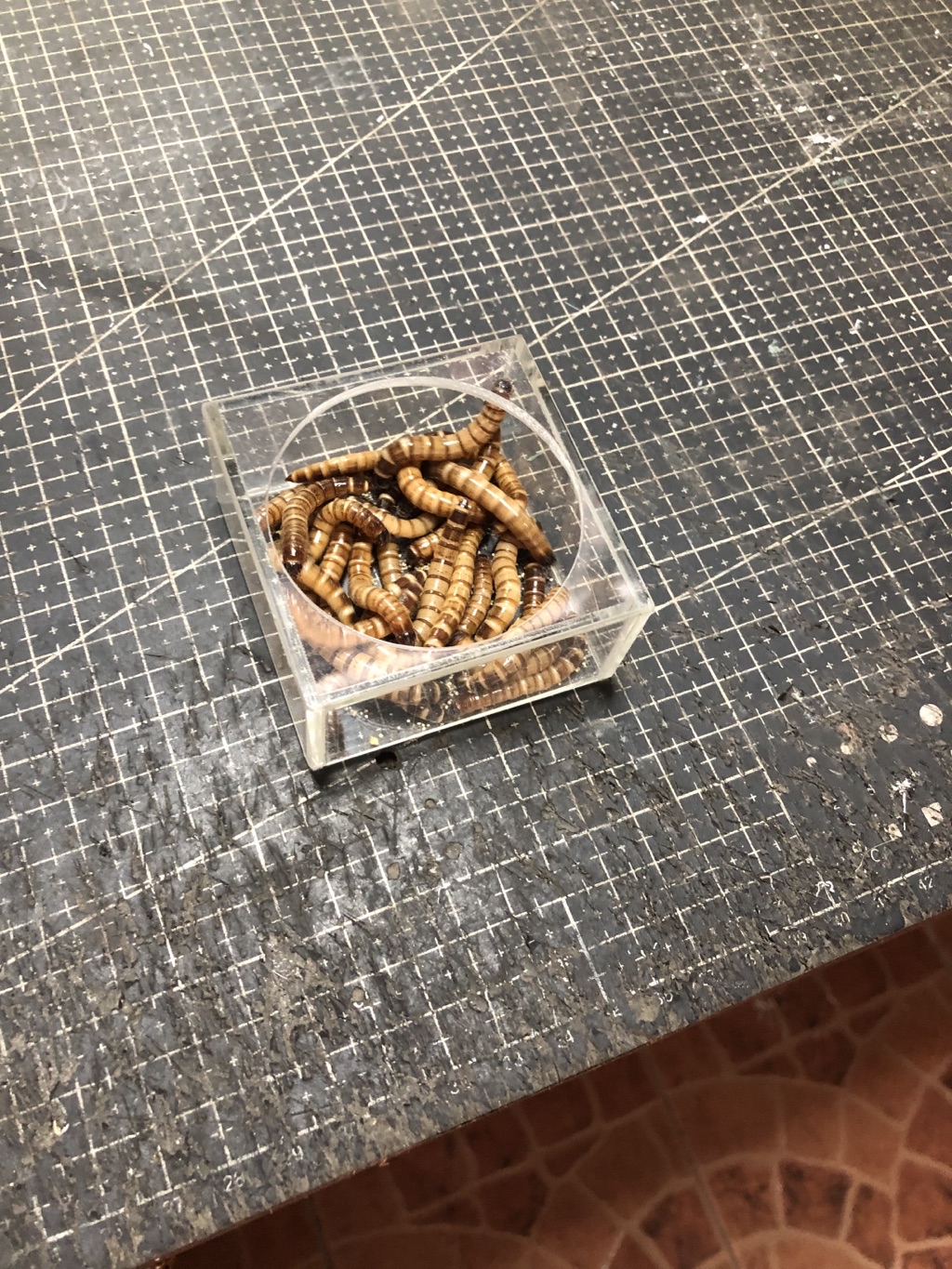 6 pcs anti-scape acrylic feeding dishes | Shopee Philippines