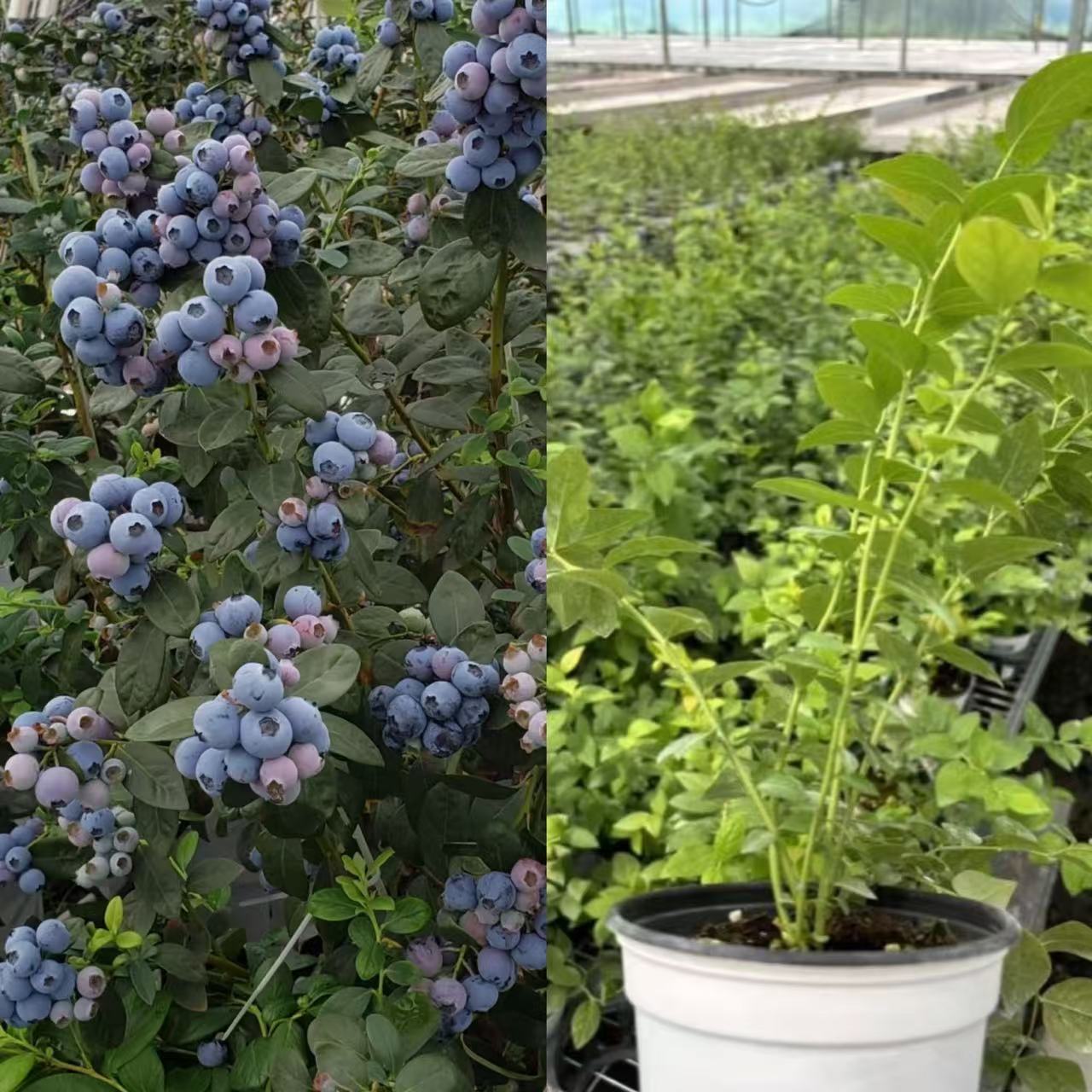 Biloxi high-yield blueberry seedlings with sweet and large fruits ...