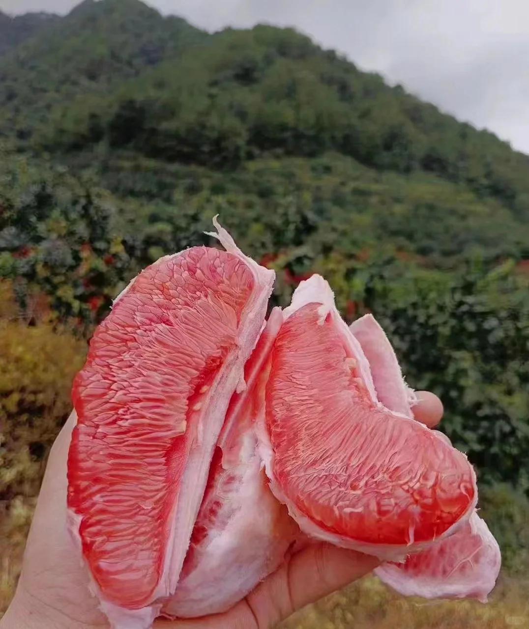 Dwarf Red Pomelo Seeds for Planting (20 Fresh Seeds) Davao Pomelo ...