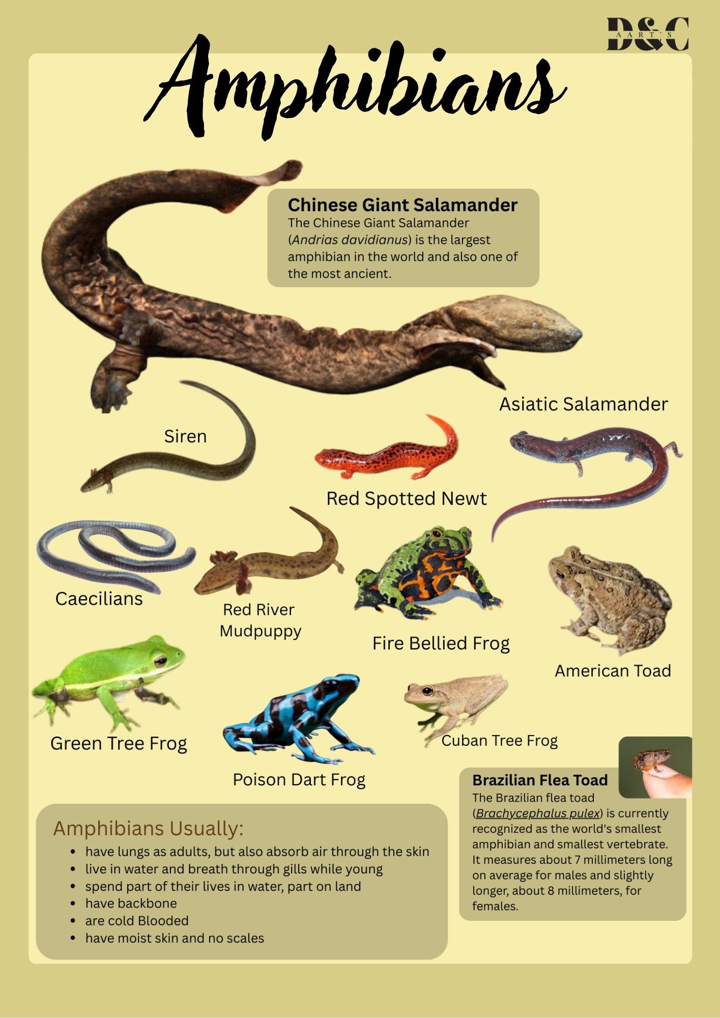 LAMINATED CHARTS (AMPHIBIANS/MAMMALS/FISH/BIRDS/REPTILES/INSECTS ...