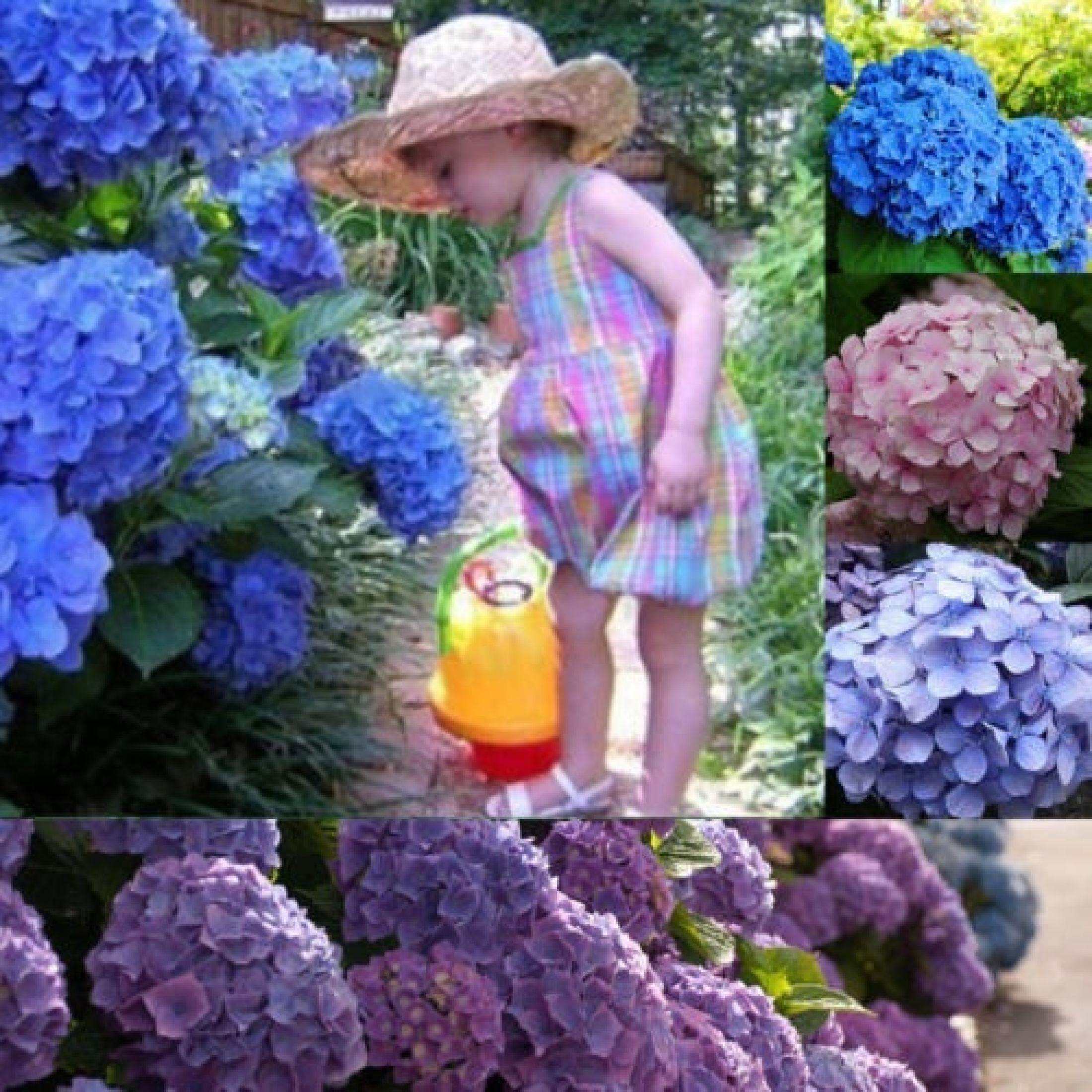 20seeds/pack Hydrangea Flower Seeds Mixed Variety Hydra Flowers Seed ...