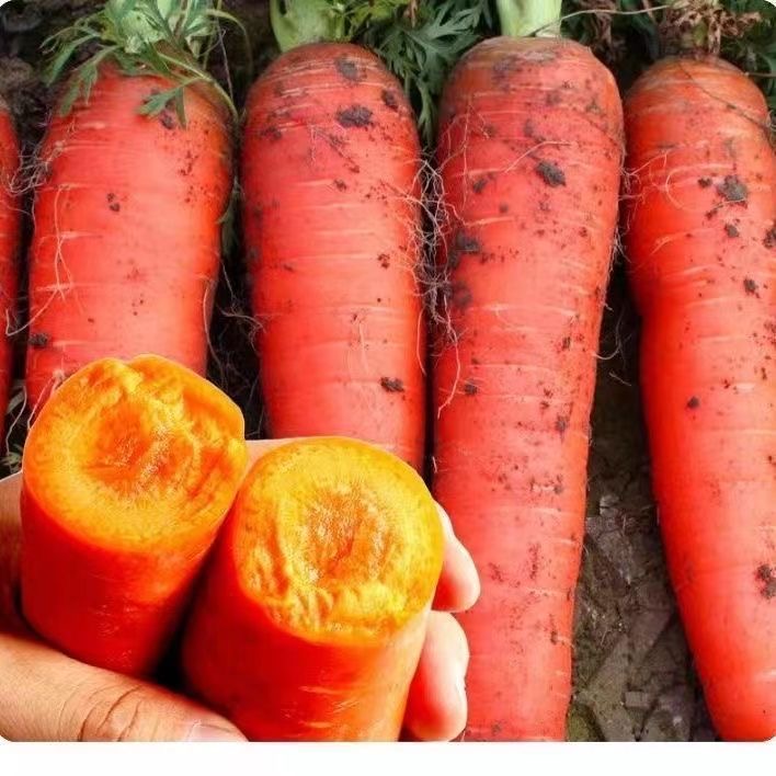 (1000 pcs) Kuroda Carrots Seeds Potted Carrot Plant Veggie Seeds ...