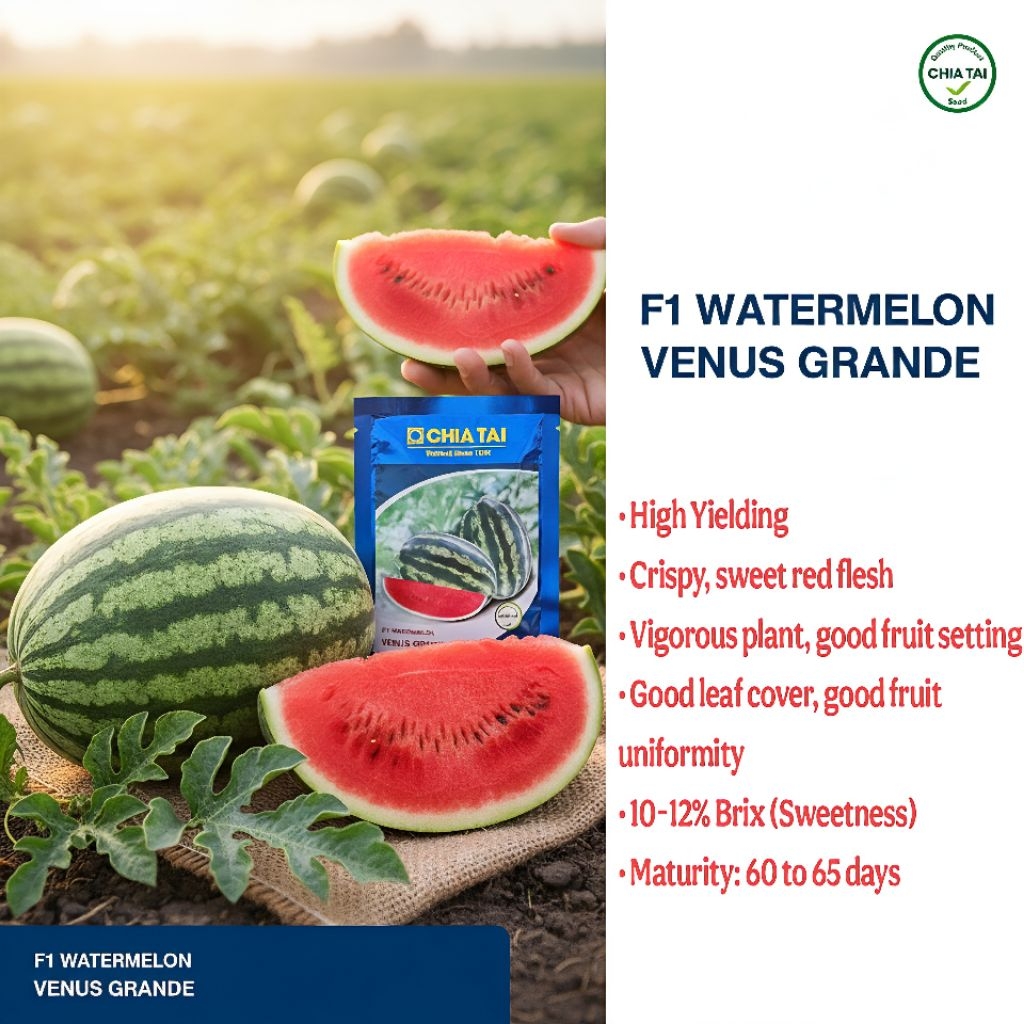 Venus Grande F1 Hybrid Watermelon 50 grams - Chia Tai Seeds | Shopee ...