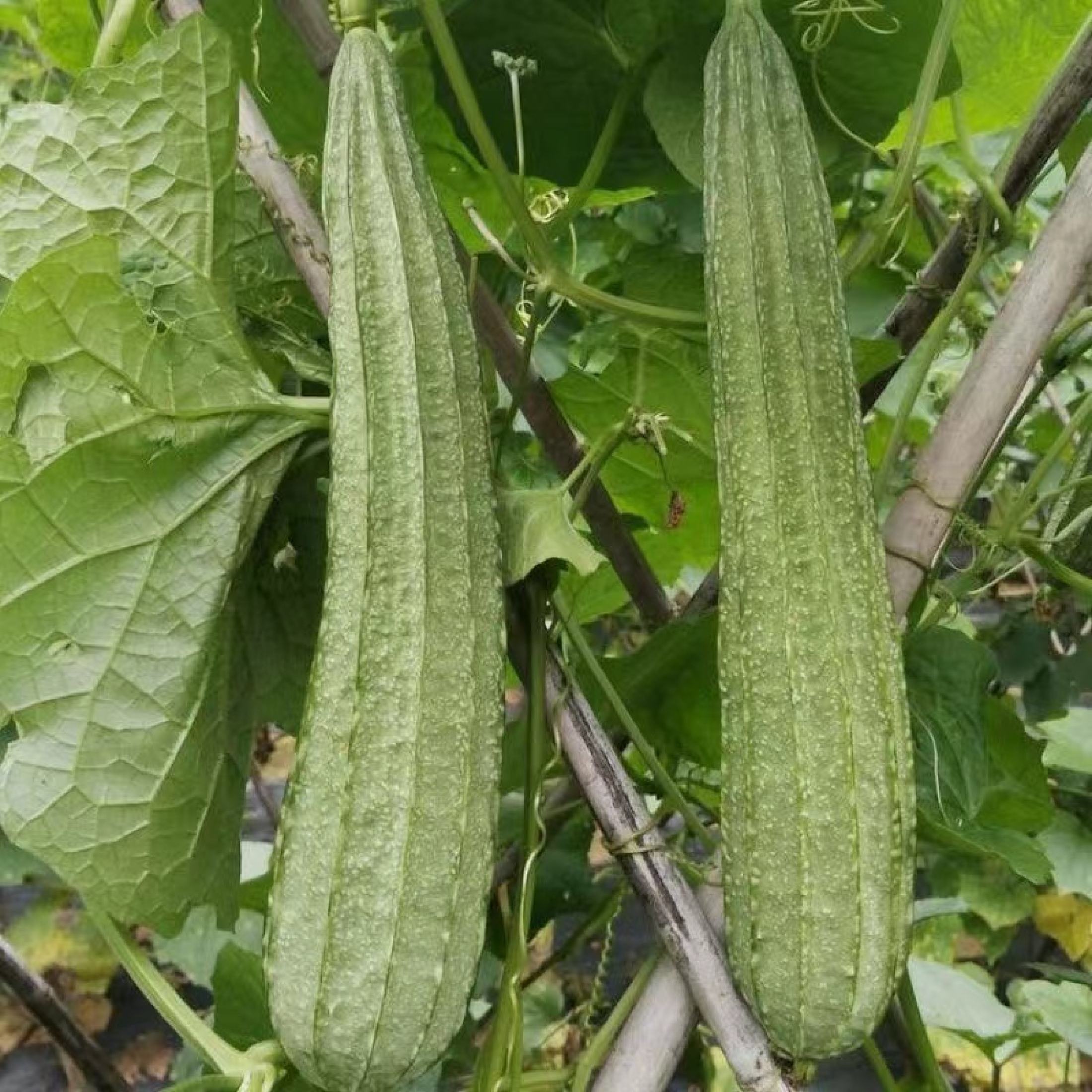 PATOLA TAGALOG SEEDS ( 20 seeds ) - Luffa Ridged Variety | Shopee ...