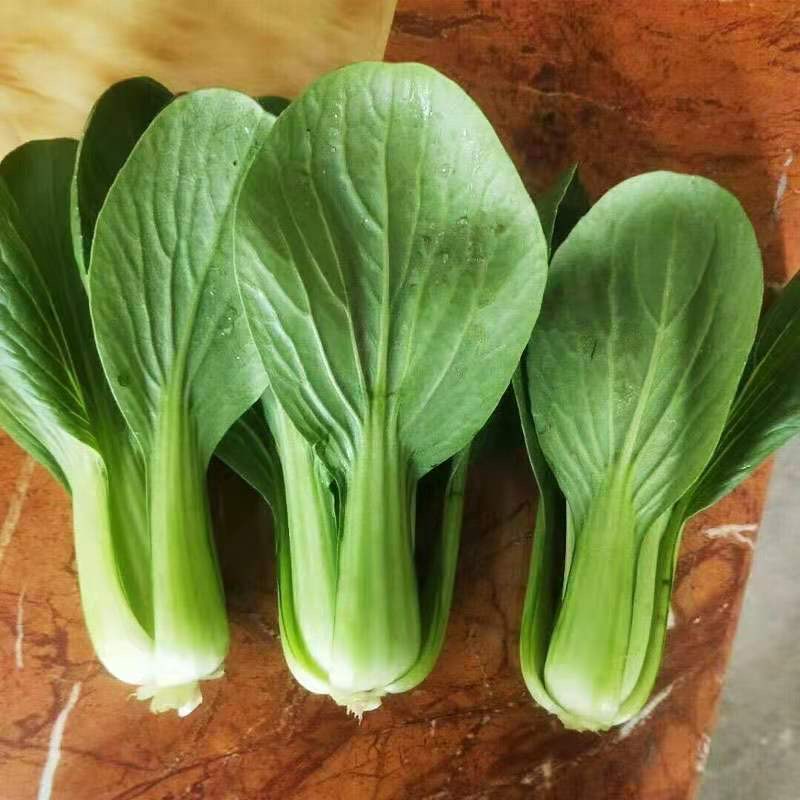 500 seeds Original Green Pak choi Seeds Chinese Pechay Seeds for ...