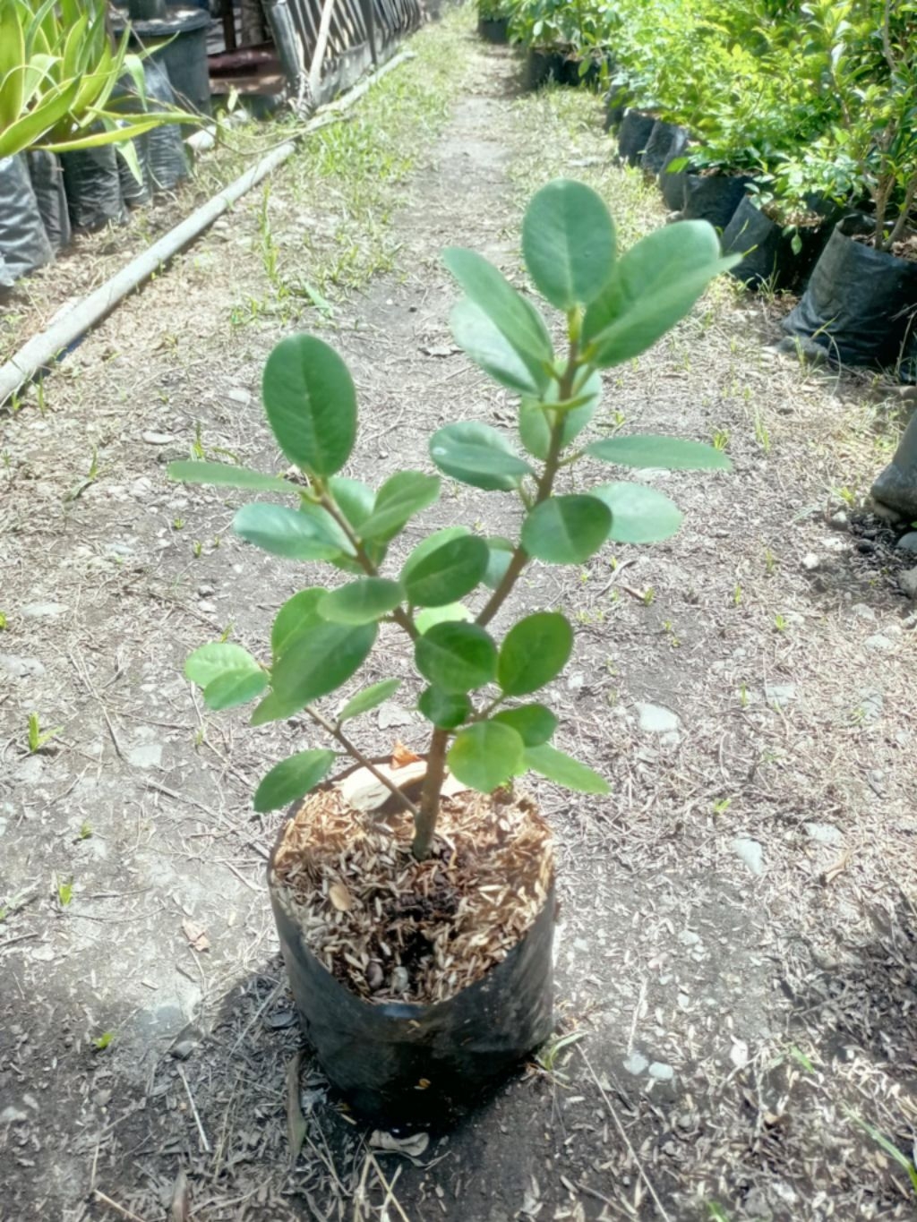 Ficus nana I Bonsai I Live Plant I Money. Tree I Fully Rooted | Shopee ...