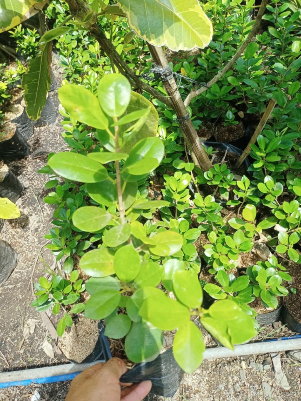 Ficus nana I Bonsai I Live Plant I Money. Tree I Fully Rooted | Shopee ...