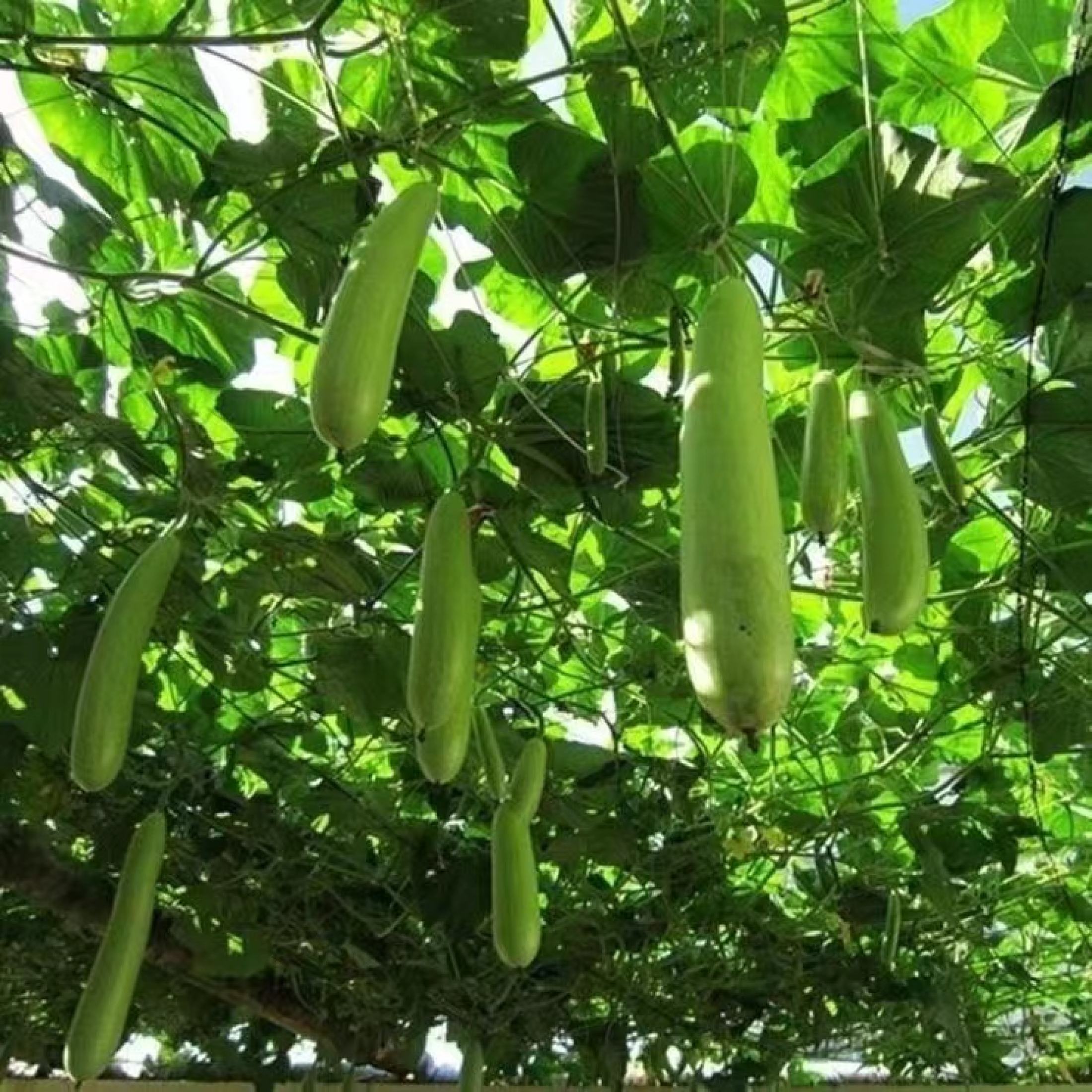 UPO SEEDS ( 25seeds ) - Bottle Gourd Vegetable Seeds | Shopee Philippines