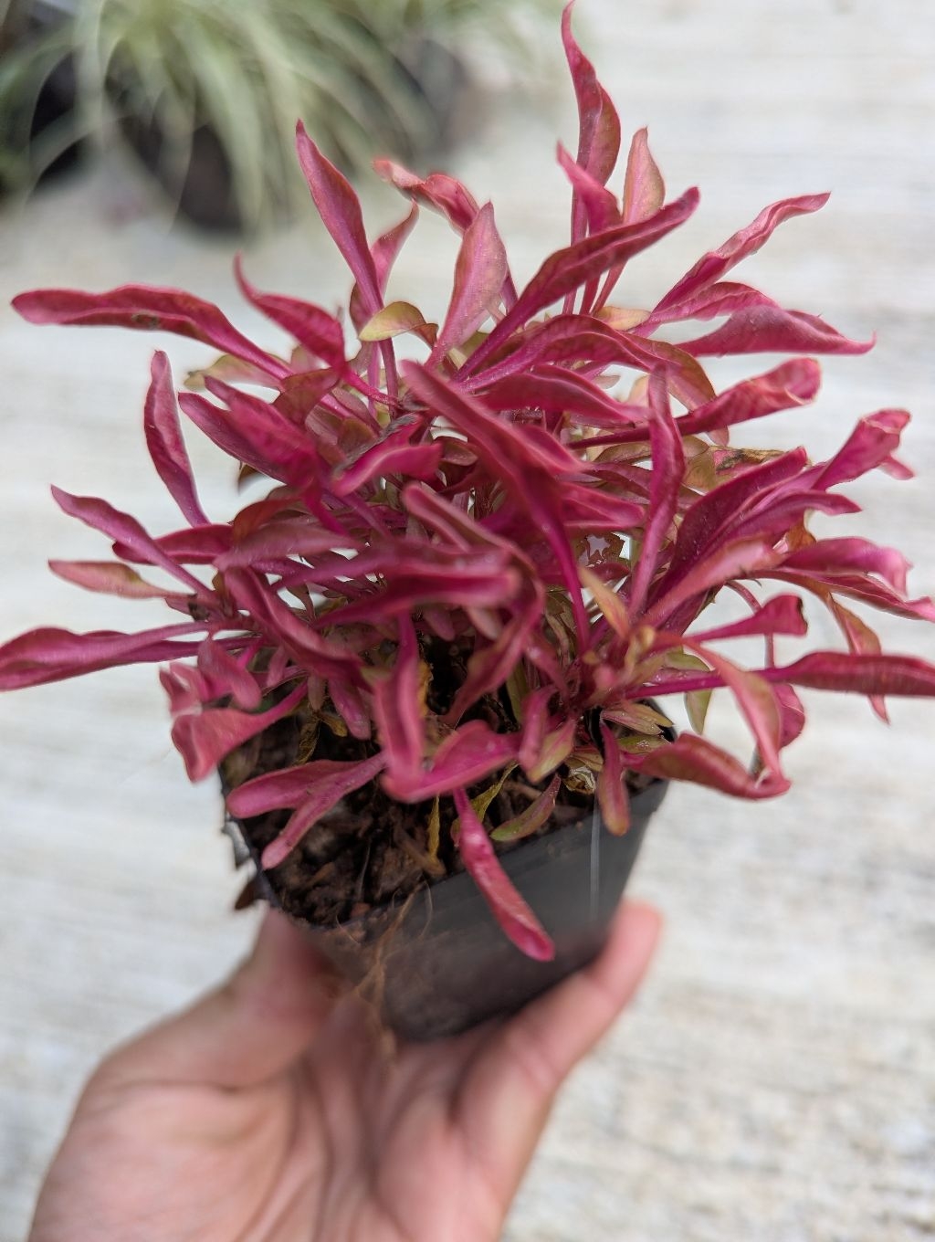 Red Terrarium Token Size Pots & Planters | Shopee Philippines
