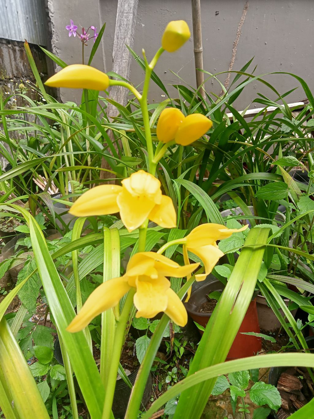 Cymbi (Garden Decor) | Shopee Philippines