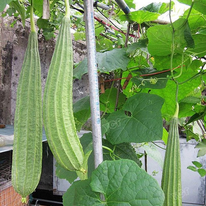 20 pcs Fresh Patola Tagalog Seeds High Yield Patola Seeds for Planting ...