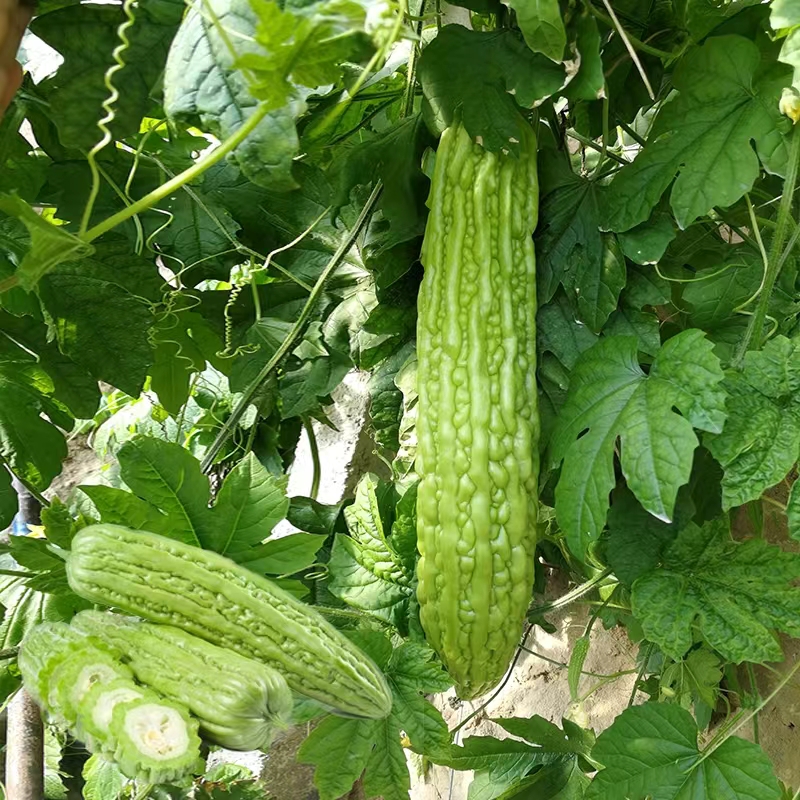 10 bitter aourd seeds - condor seeds - plant seed - vegetable seeds ...