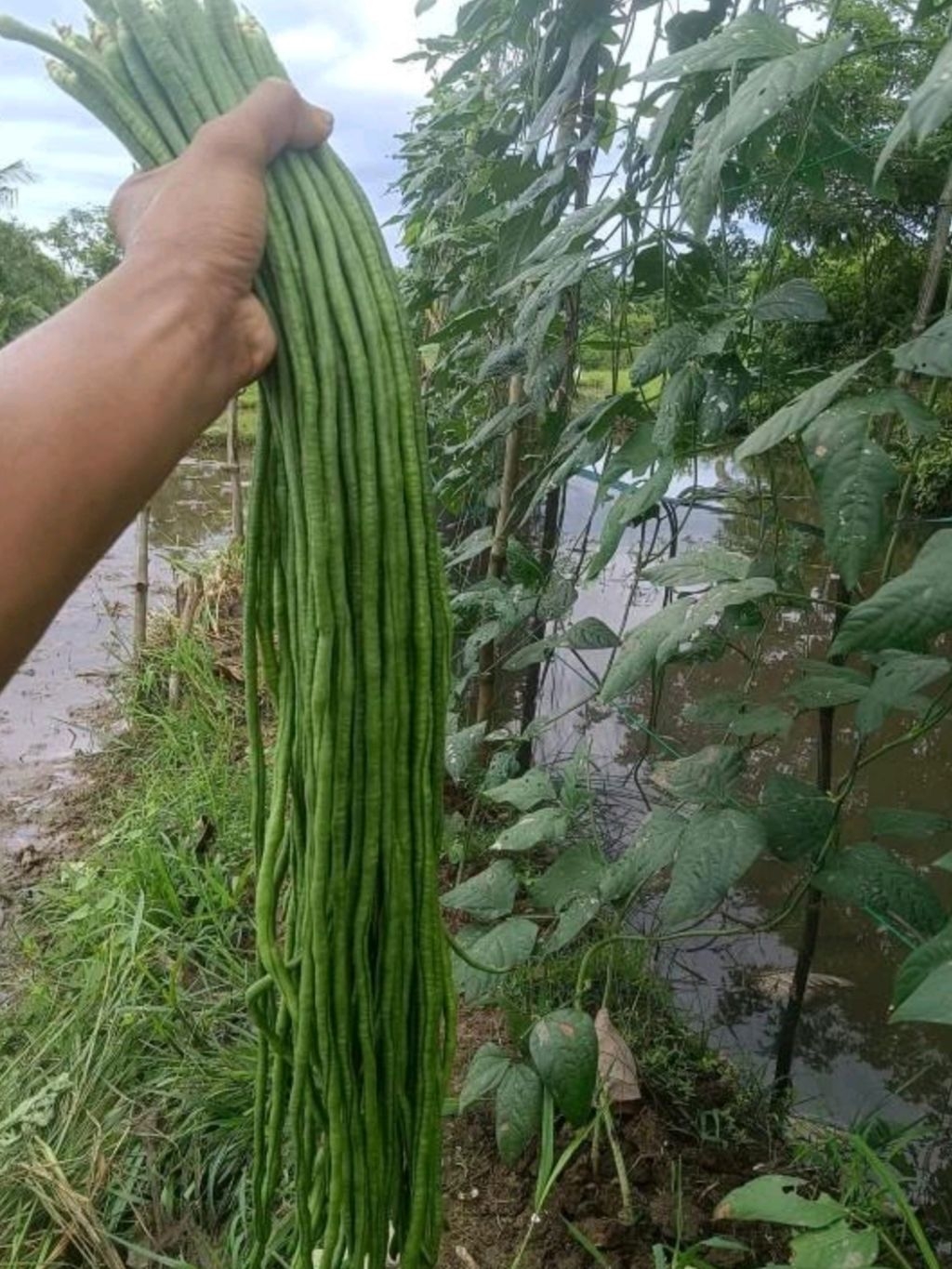 SITAW SEEDS (BONGGA Variety) Vegetables Seeds | Shopee Philippines
