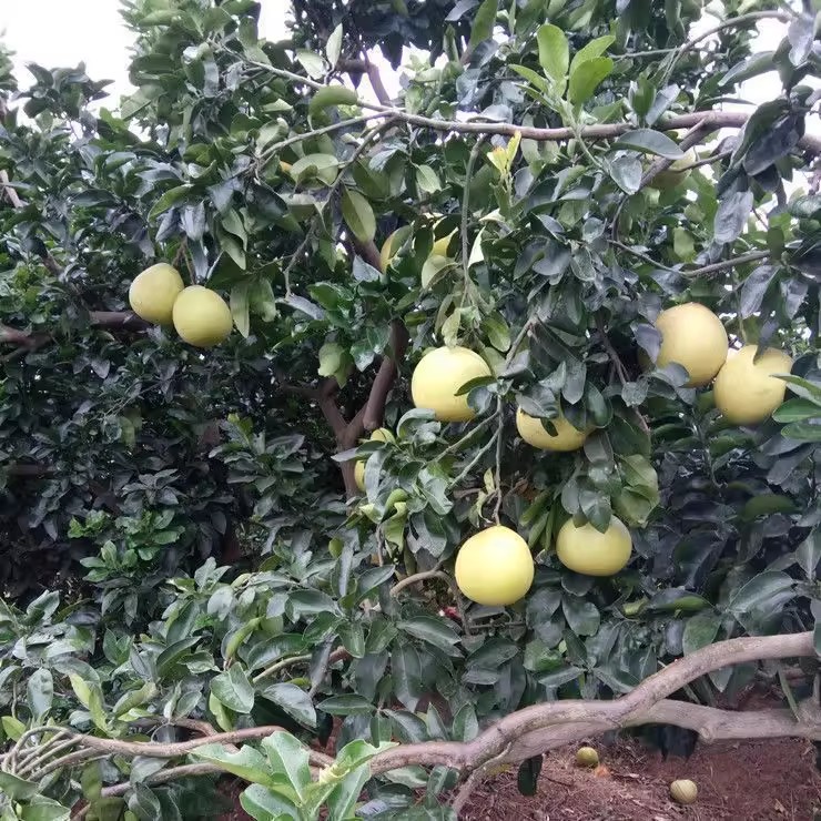 Pomelo/Suha Davao Seeds for Planting Vegetable Plants, F1 (5 Seed) incl ...