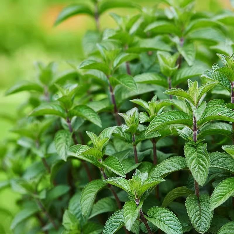 (100 Seeds)Greek Oregano Seeds-Flowering Seeds/Italian Oregano Seeds ...