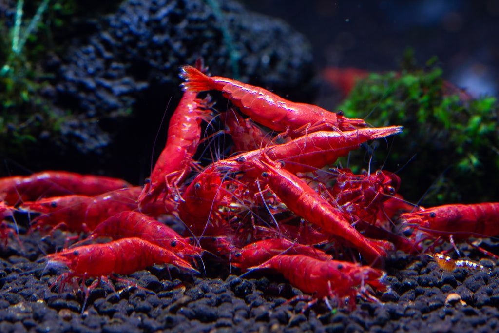 Sticker & Fire red Shrimp (4pcs) | Shopee Philippines