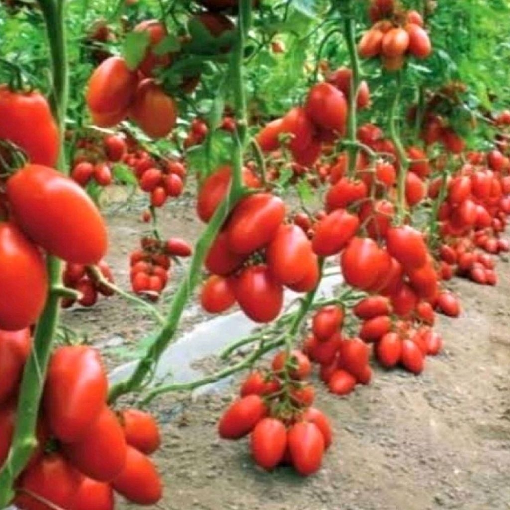 KAMATIS, TOMATO SEEDS - Discovery Variety - Vegetables Seeds | Shopee ...