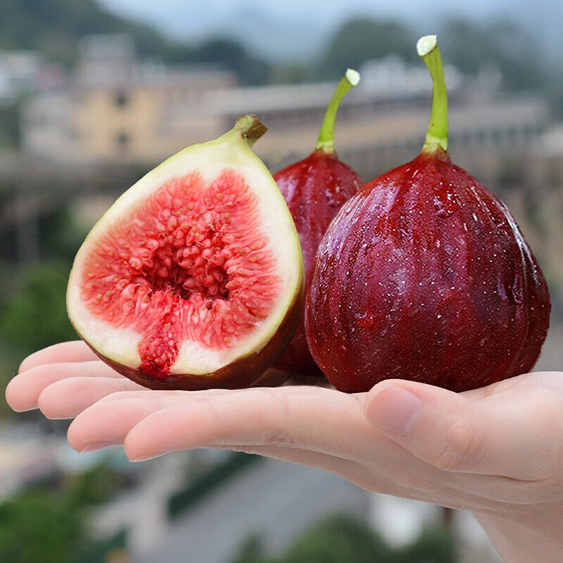 600 seeds Original Bonsai Fig Tree Seeds for Planting Edible Ficus ...