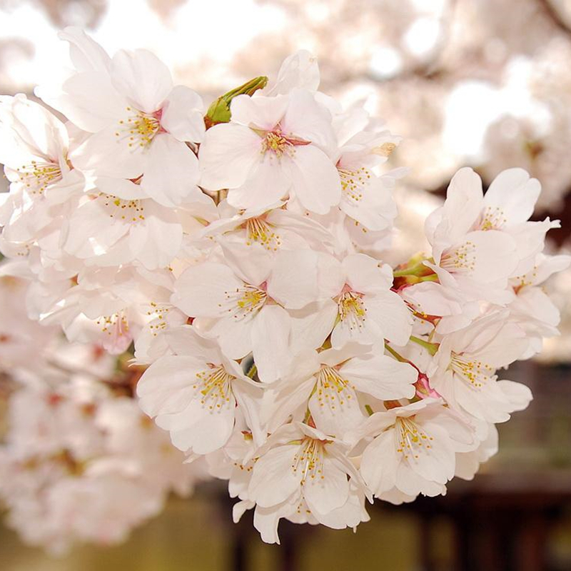 20 seeds Original Fresh Sakura Cherry Blossom Flower Seeds Japanese ...