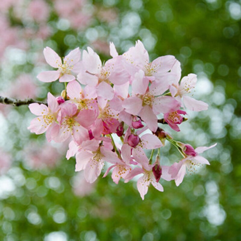 20seeds Japanese Sakura Seeds for Planting Potted Plants Garden ...