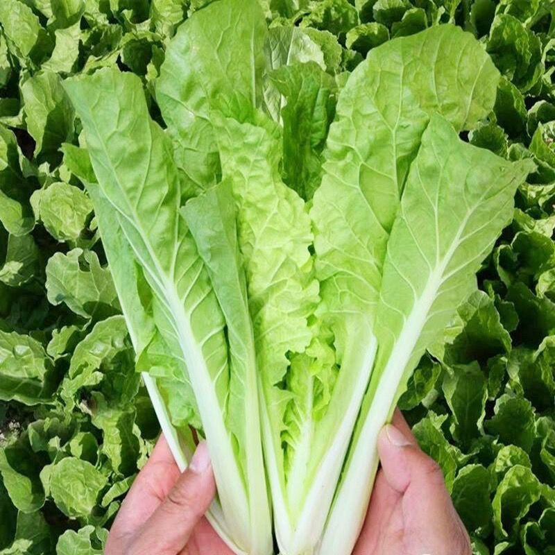 (500 Seed) PECHAY PAVITO SEEDS for Plans Garden Bonsai Easy To Grow ...