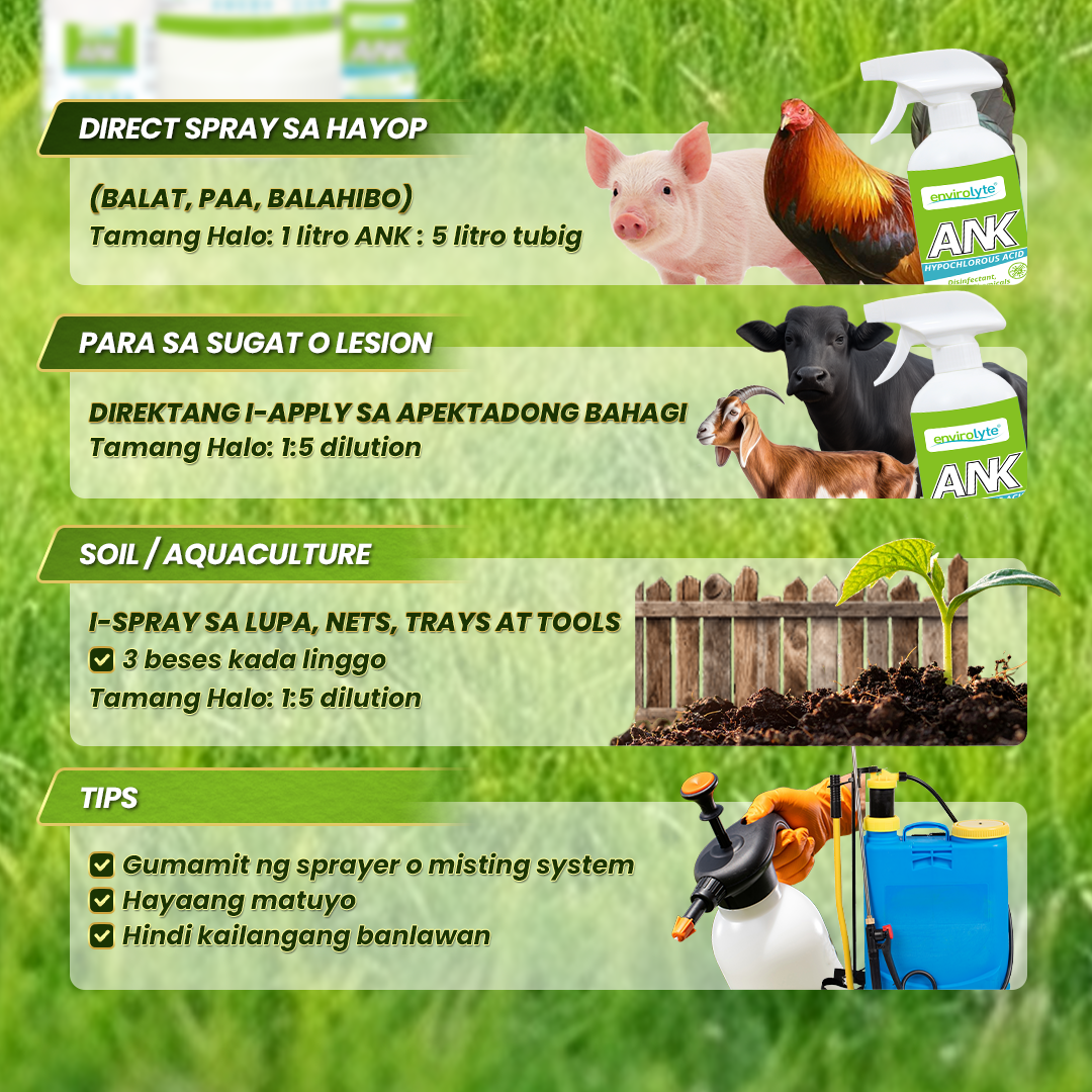 Effective Solution for Biosecurity, Odor Eliminator and Piggery ...