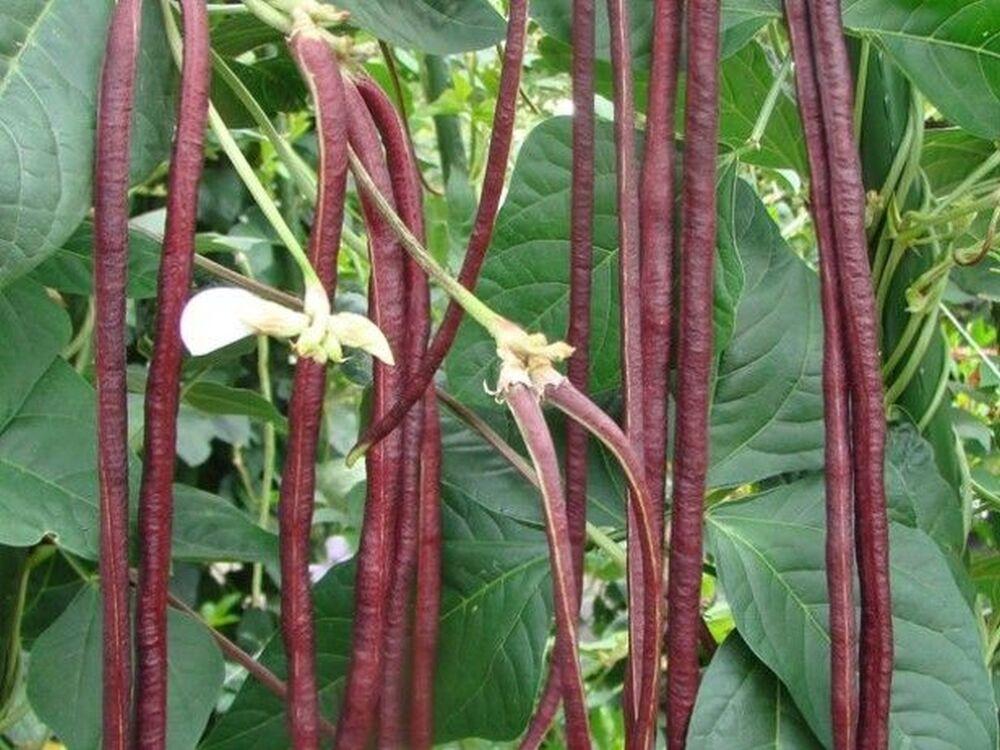 (20 SEEDS) Red Long Beans Sitao Vegetable Seeds Vegetable seeds / High ...