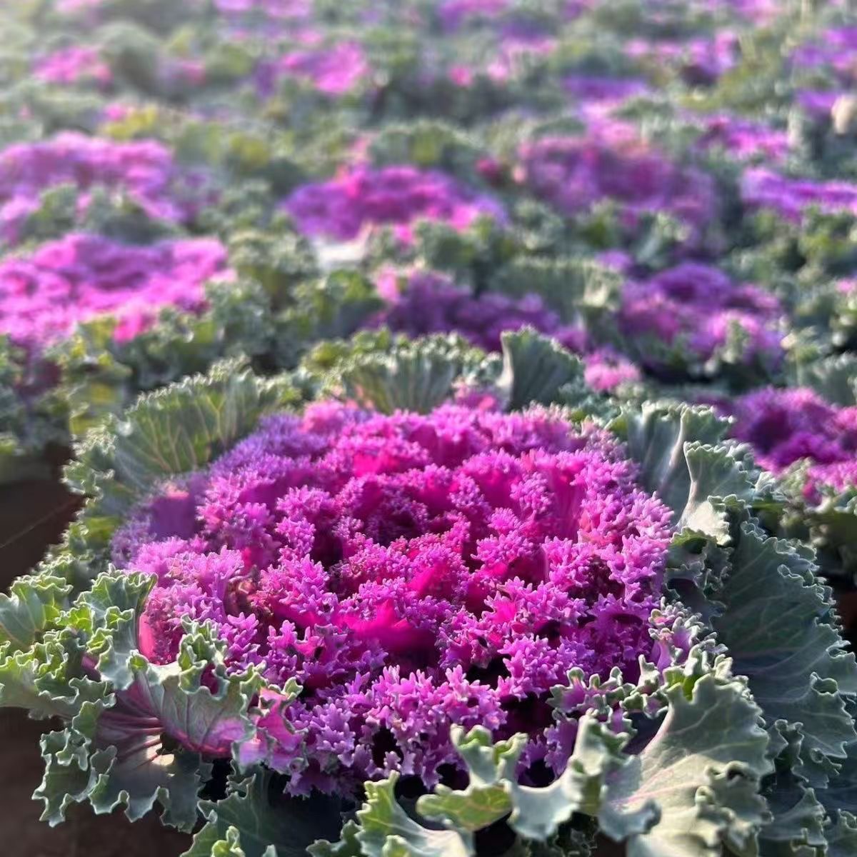 Nutrient-Rich Kale Seeds (20 seeds/pack) Tagalog Seeds-Kale Seeds ...