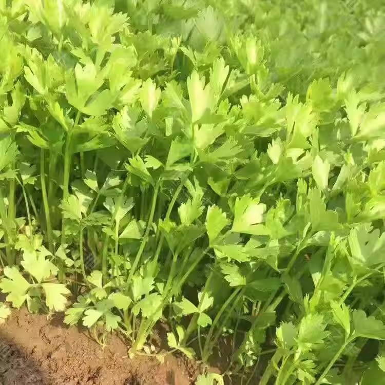 1500 seeds Kintsay Celery Seeds/Green Leaf Low-calorie Vegetable Celery ...