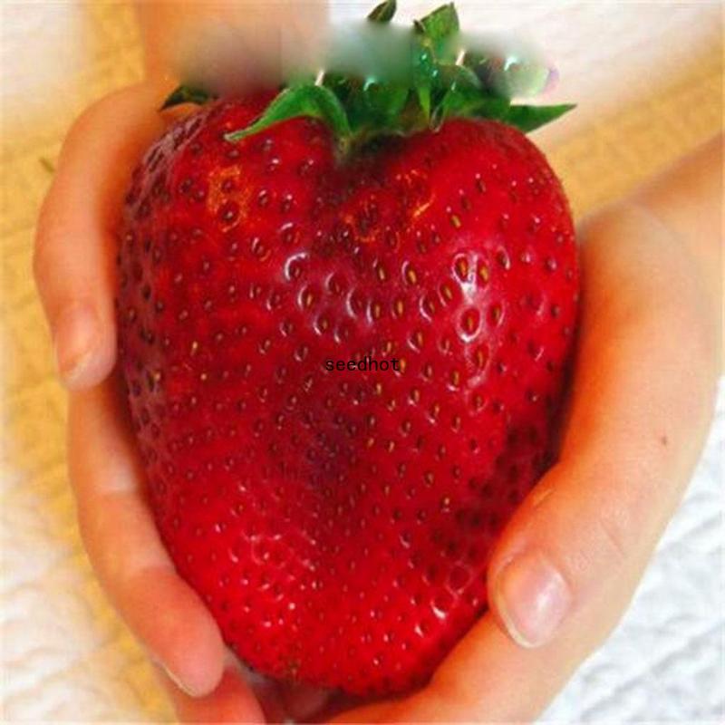 50Pcs Garden Fruit Plant Delicious Giant Maximus Strawberry Seeds Farm ...