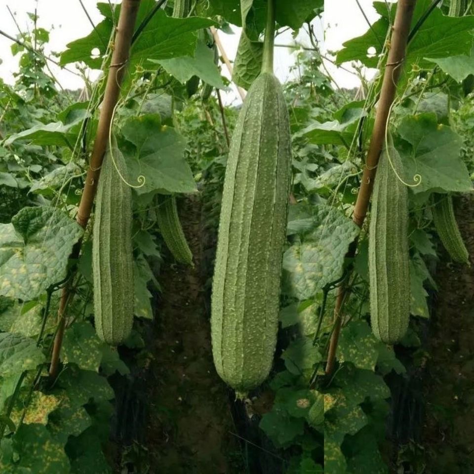 PATOLA TAGALOG SEEDS ( 20pcs ) - Luffa Ridged Variety | Shopee Philippines