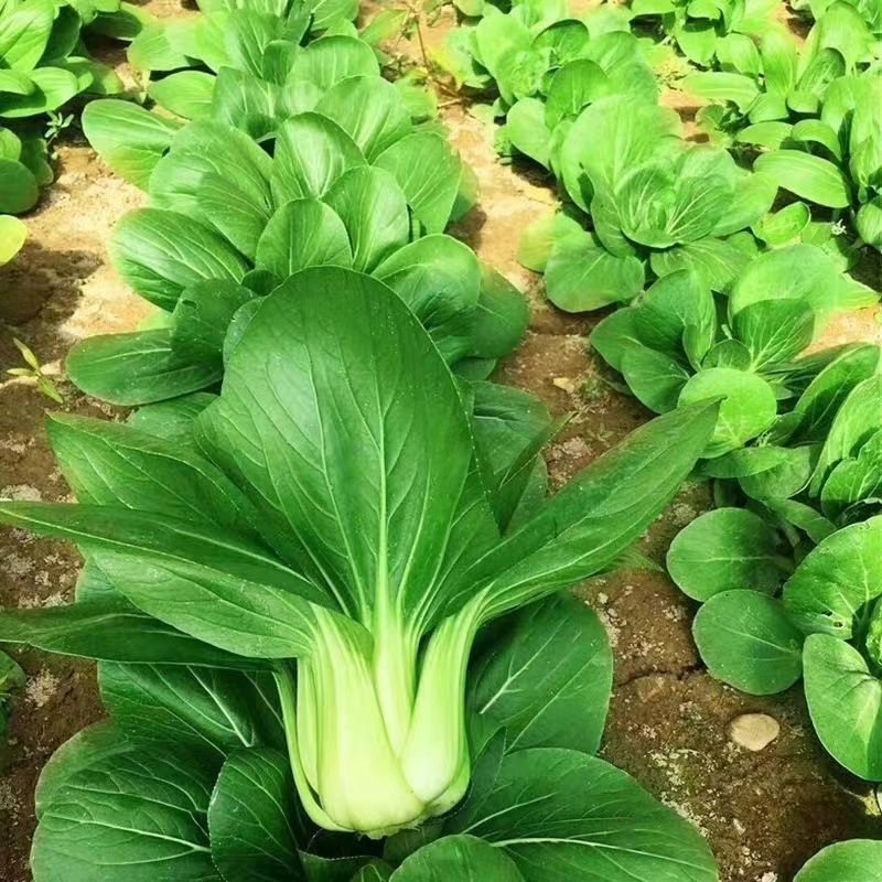 High Yielding Variety Pak Choi Seed Pechay Seeds for Sale Vegetable ...
