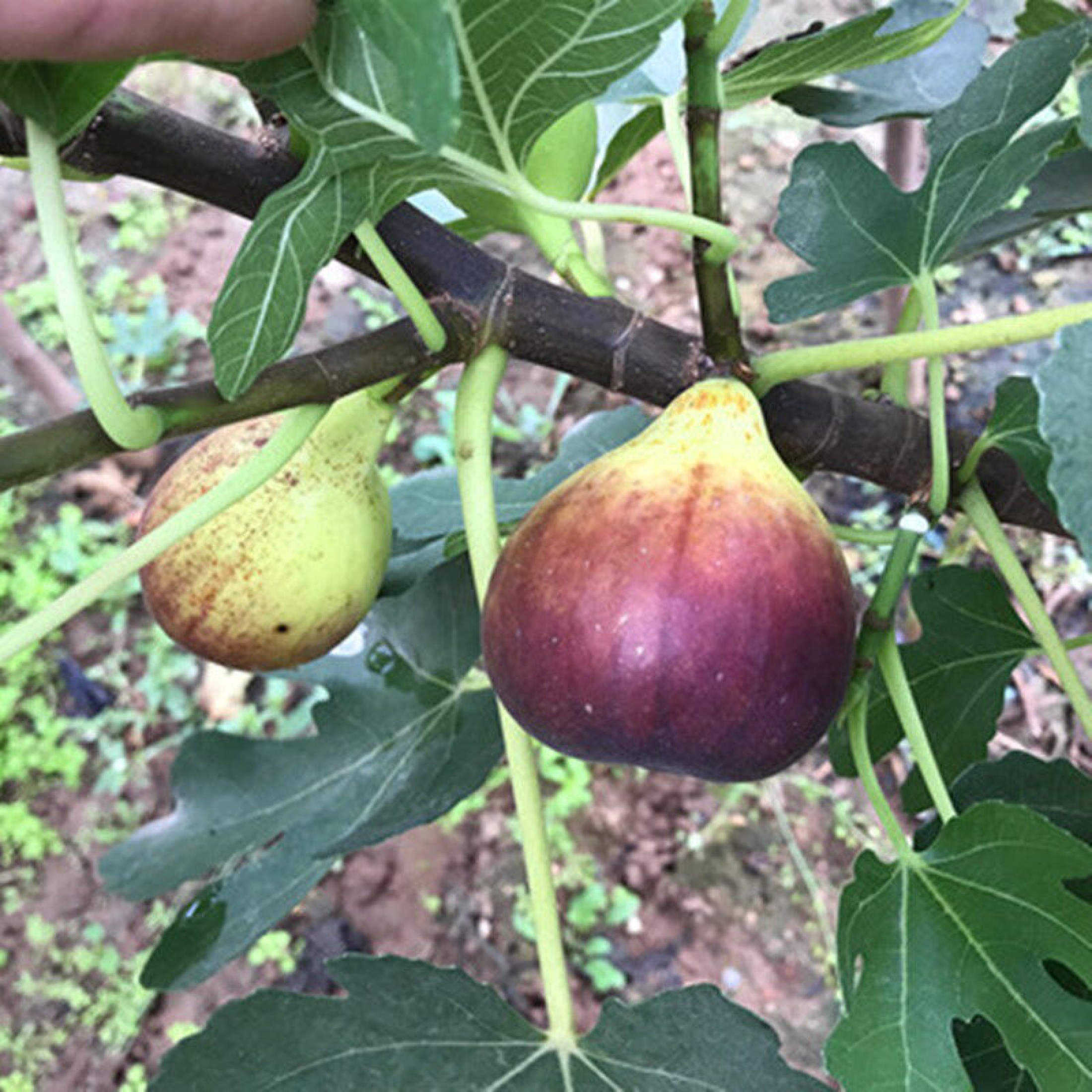 200seeds/pack Rare Fig Tree Seeds for Planting-Tropical Ficus Carica ...