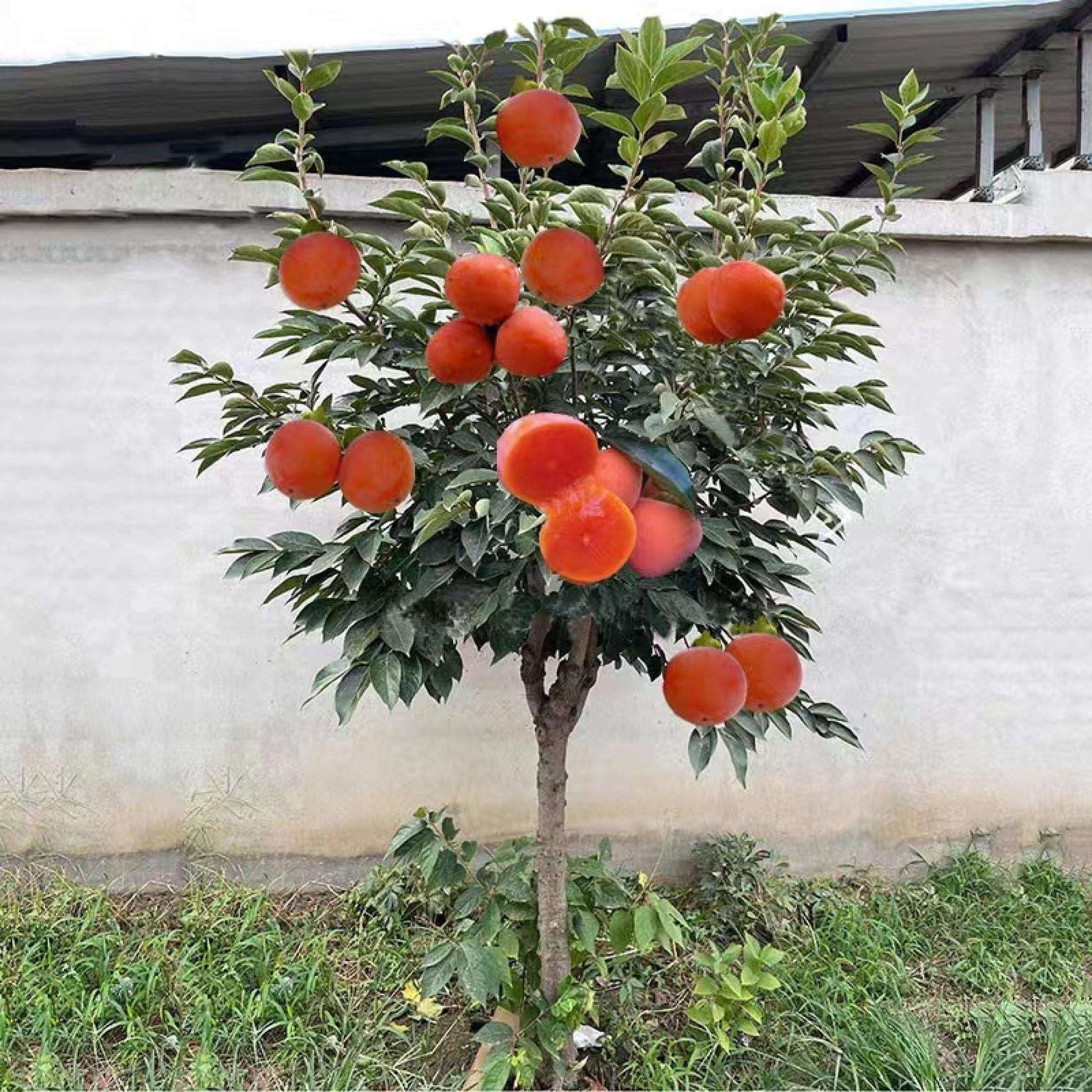 25seeds/pack Bonsai Persimmon Seeds Hybrid Sweet Persimmon Plants Fruit ...
