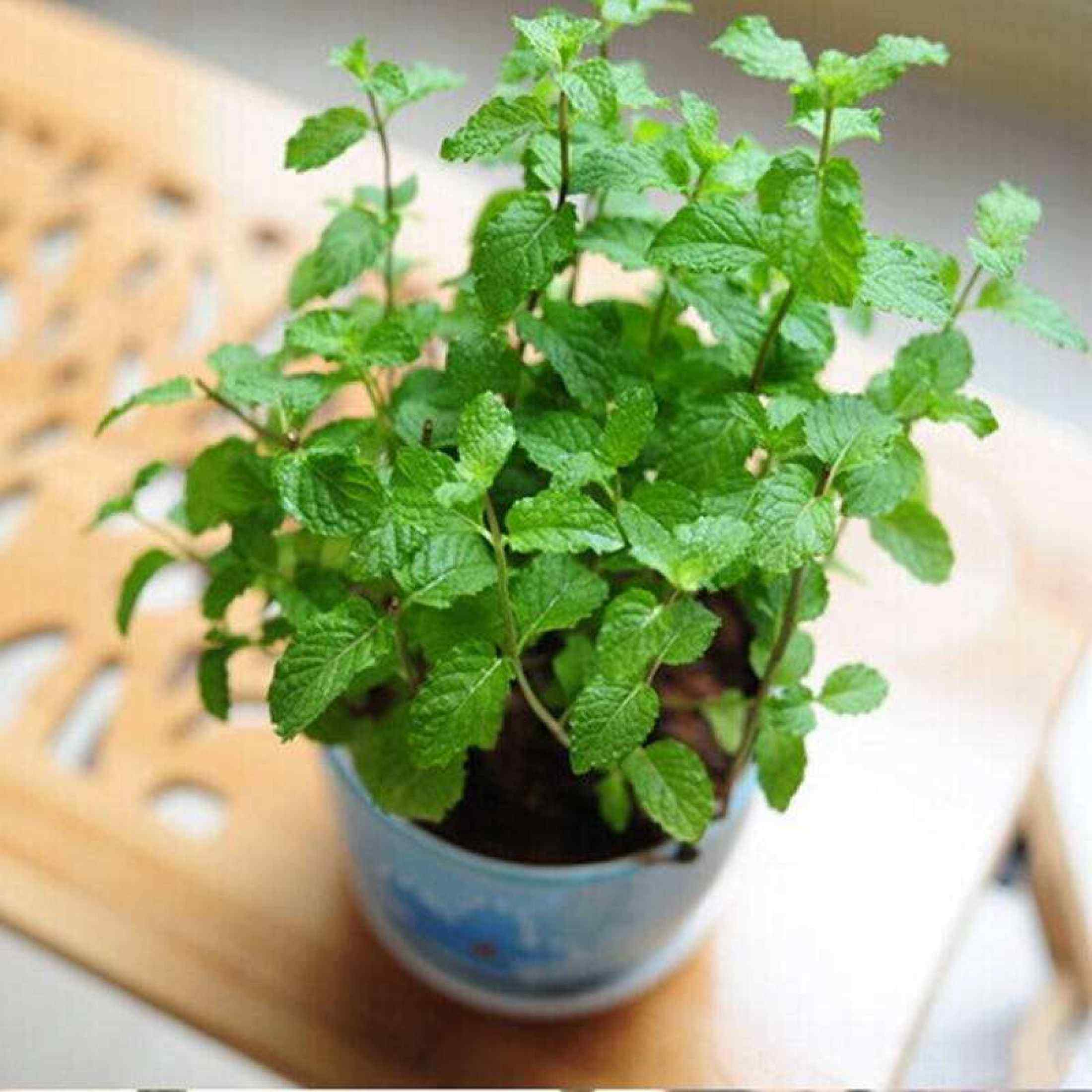 100seeds/pack Peppermint Seeds Herb Seeds for Planting Potted Edible Mint Herbs Seeds | Shopee ...