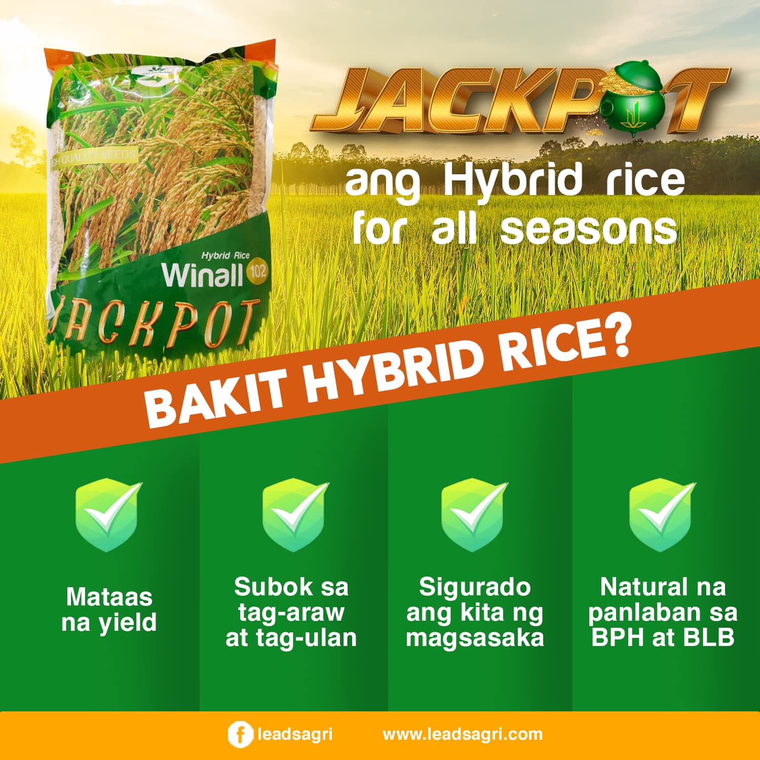 Leads - Hybrid Rice Seeds (3kg) | Shopee Philippines