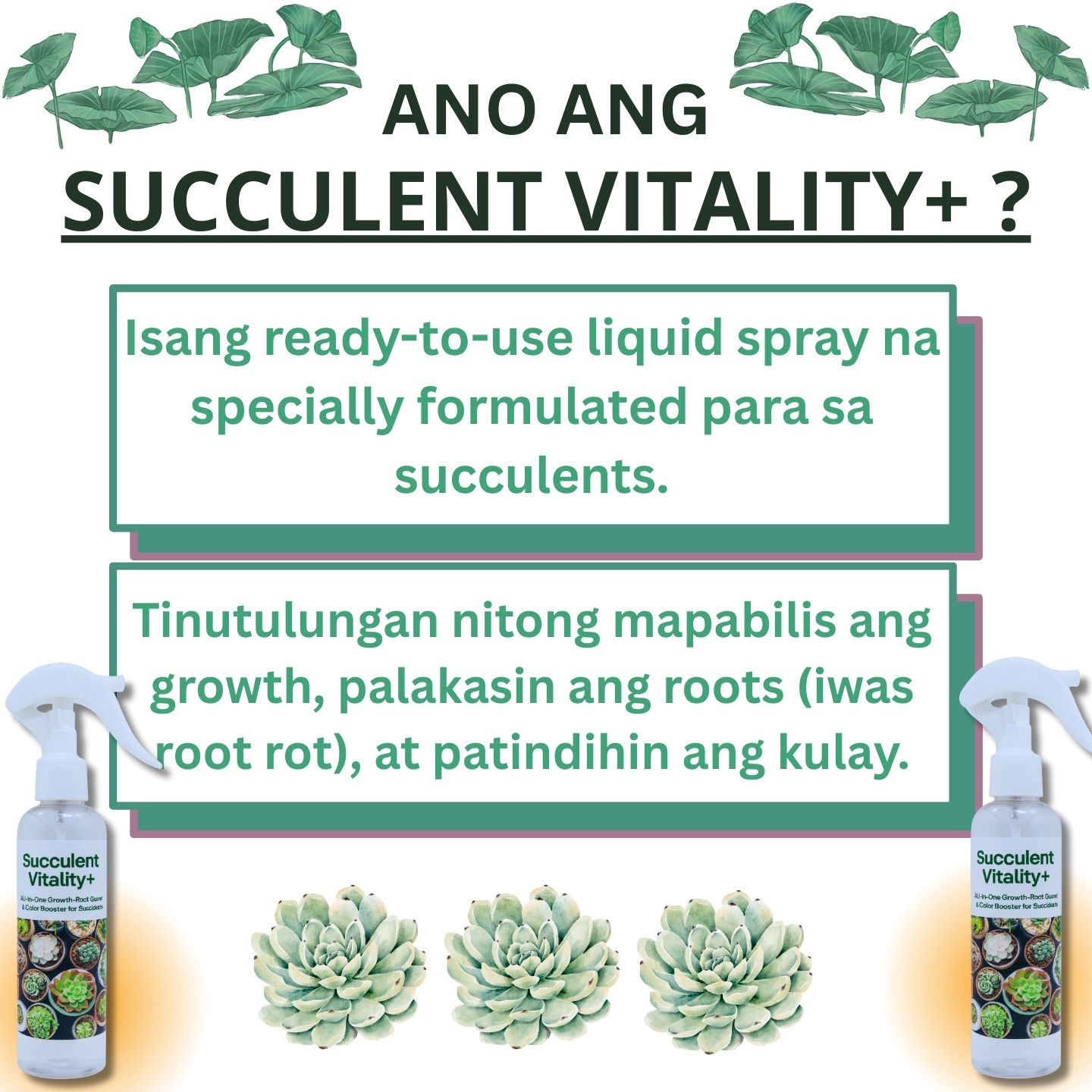Succulent Vitality Plus+ Spray – Growth Booster, Root Guard & Color ...